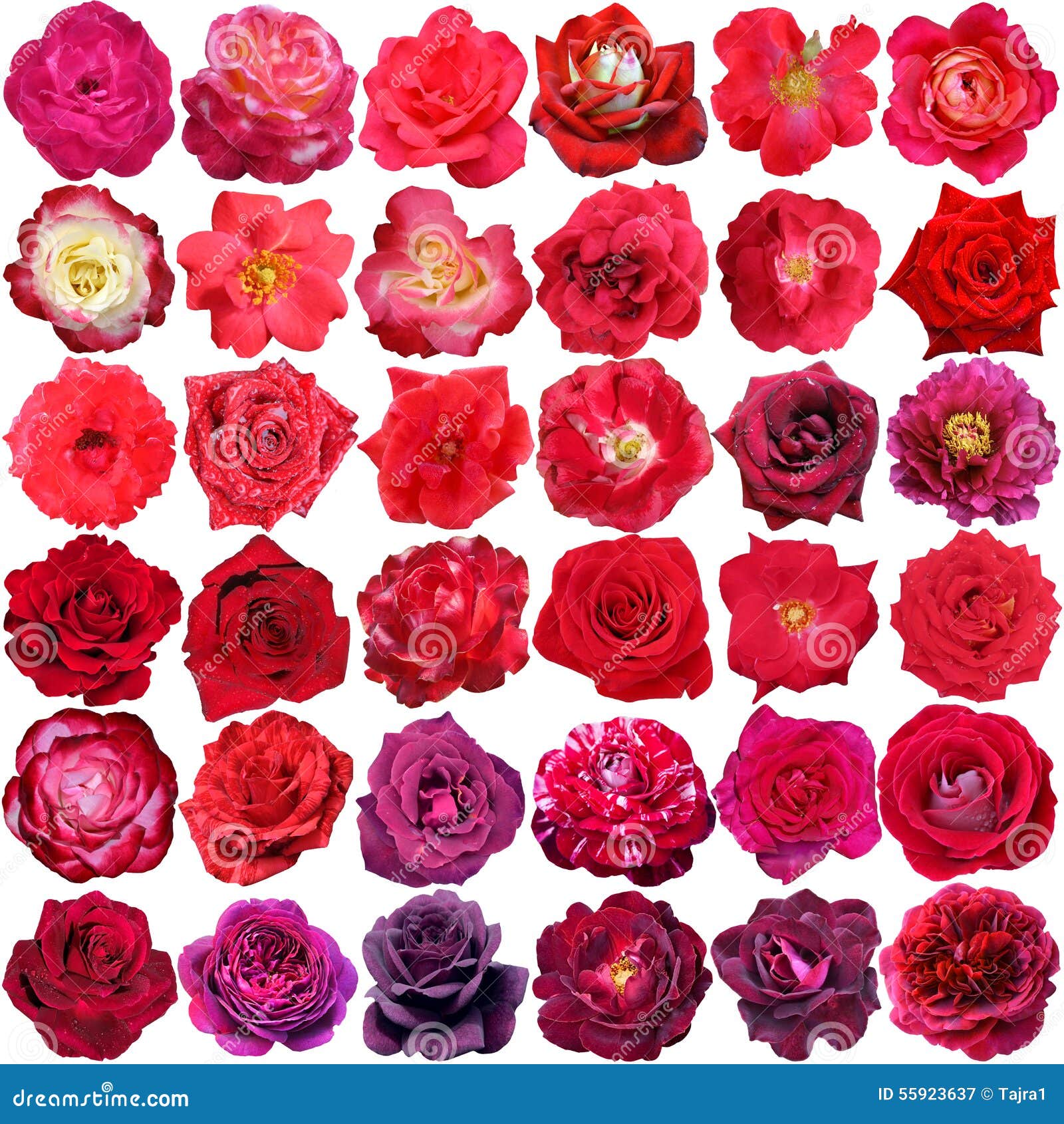 Big Collection of Beautiful Red and Purple Roses Isolated Stock Image ...