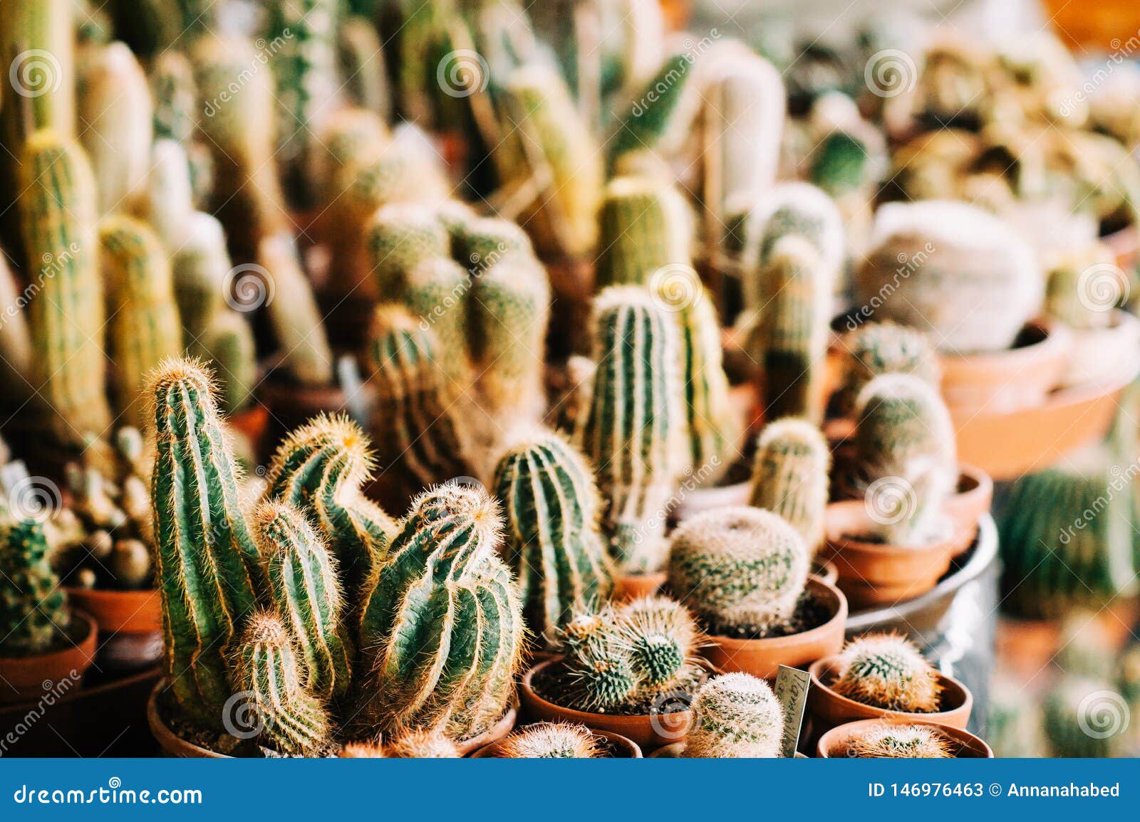 Big Collection of Different Kind Potted Cactus Stock Image - Image of ...