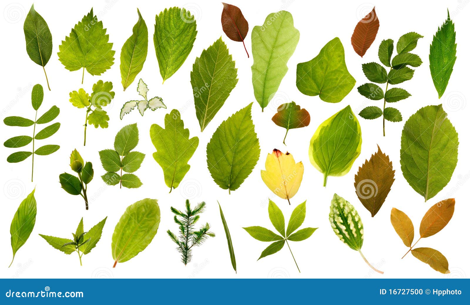 Big Collection Of Different Leafs Stock Photo - Image: 16727500