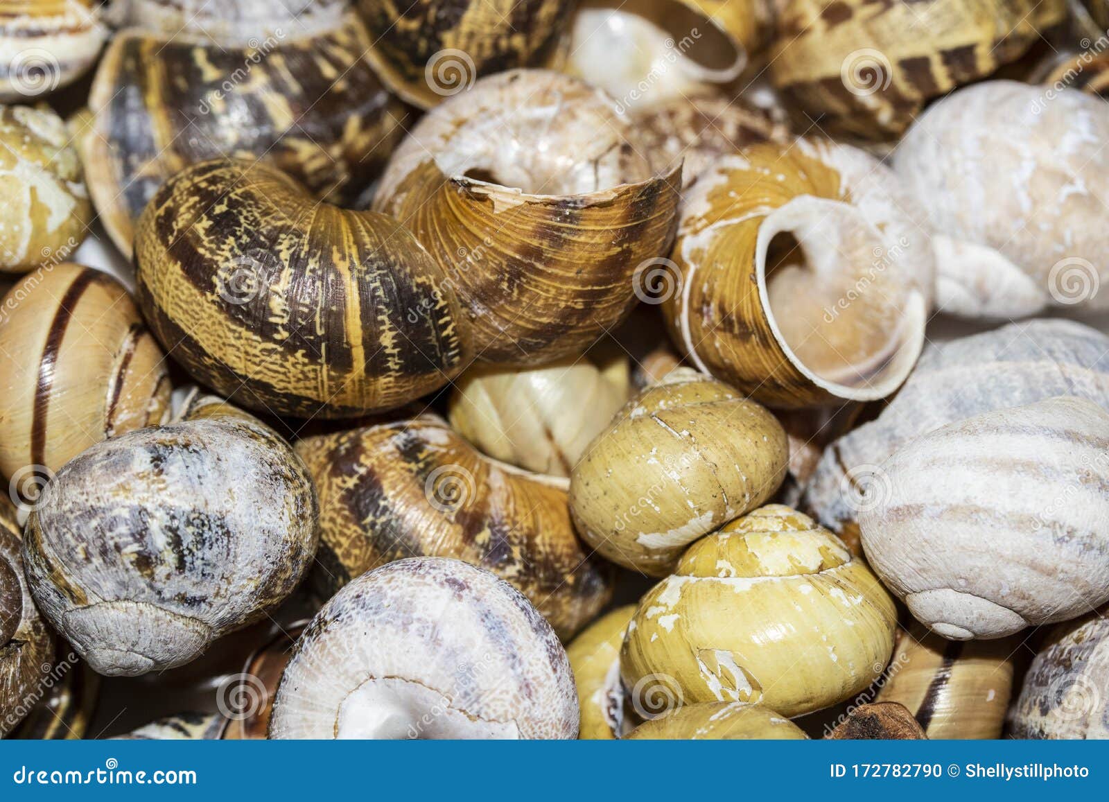 Collection of Empty Snail Shells on a White Background Stock Photo ...