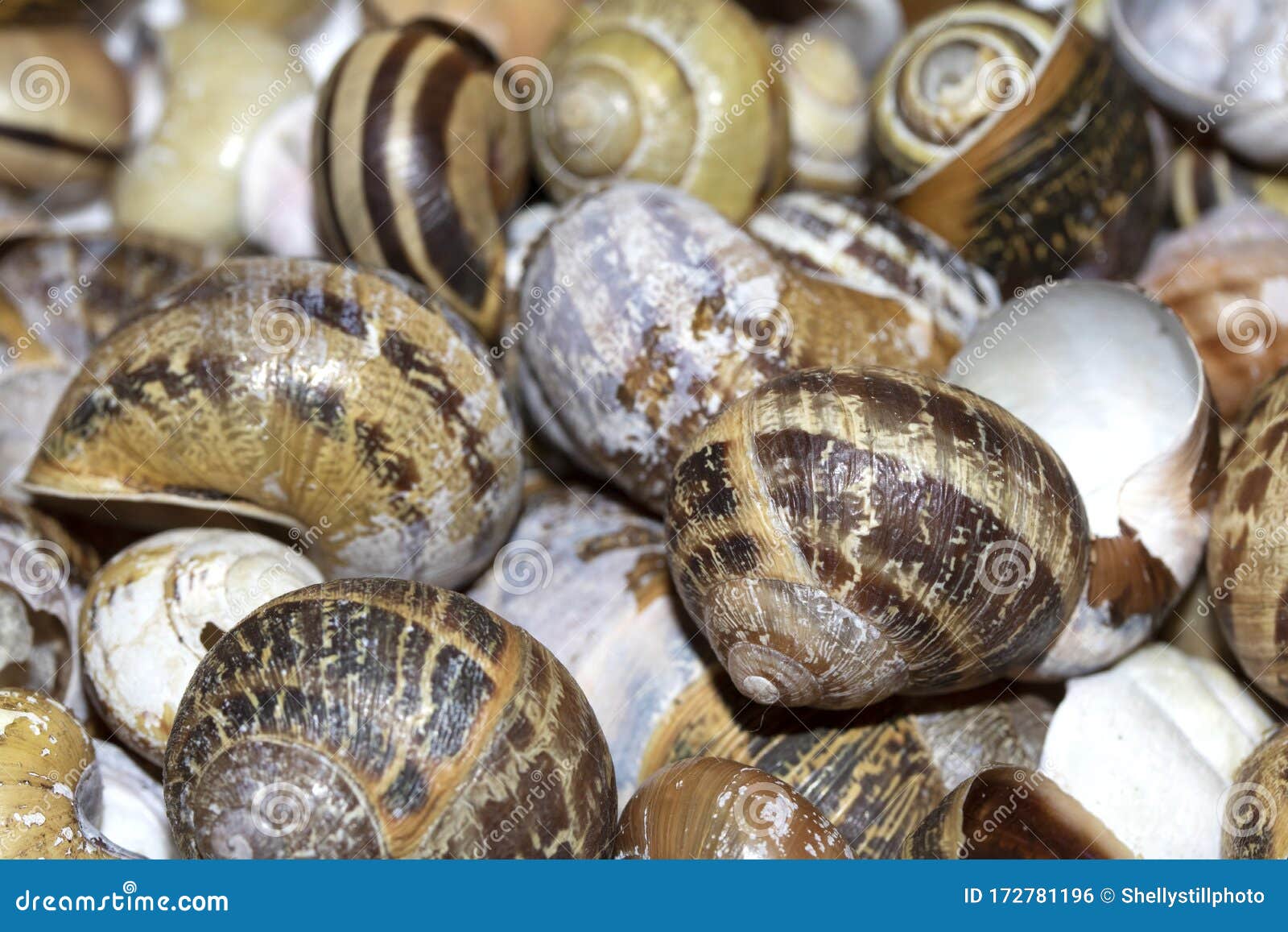 Collection of Empty Snail Shells on a White Background Stock Photo ...