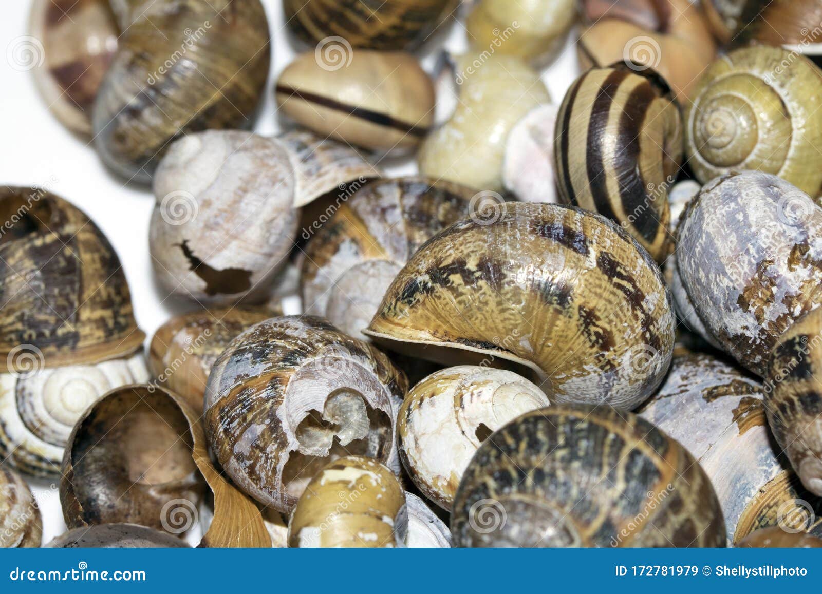 Collection of Empty Snail Shells on a White Background Stock Image ...