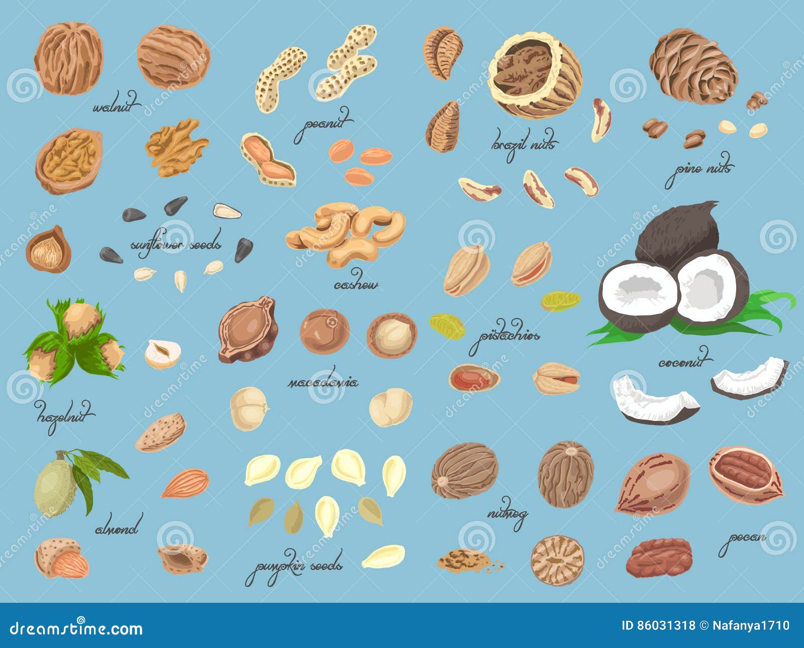 Big Collection of Isolated Colored Nuts and Seeds Stock Vector ...