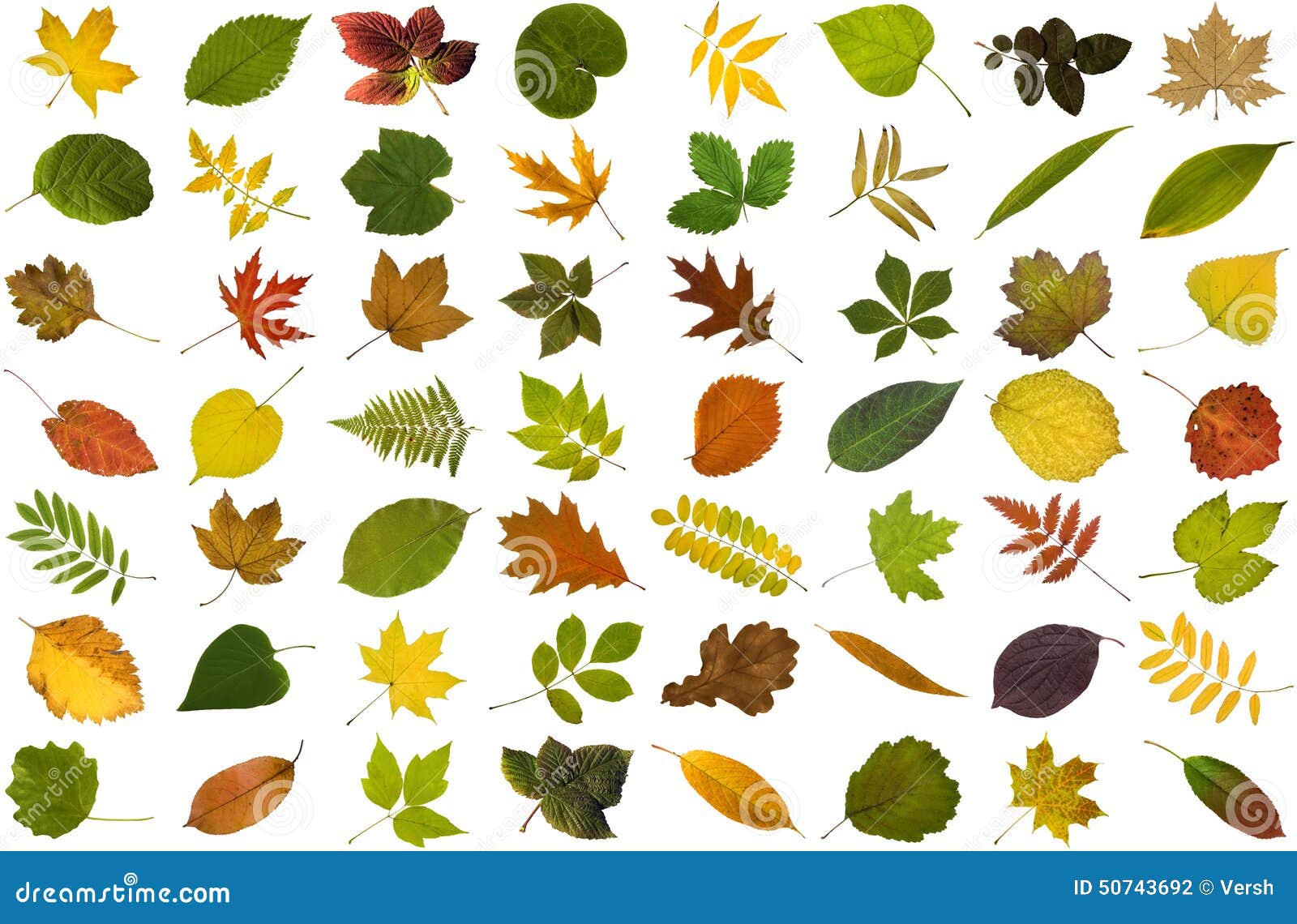 Big collection of leaves stock photo. Image of leaf, leaves - 50743692