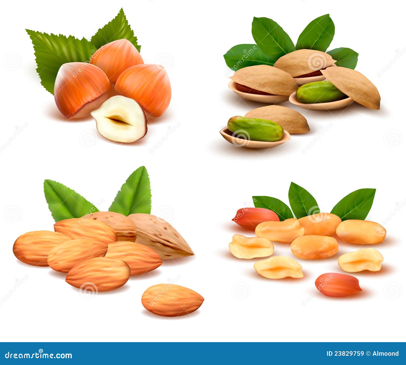 Open Filbert Hand Drawing Sketch Engraving Watercolor Illustration ...