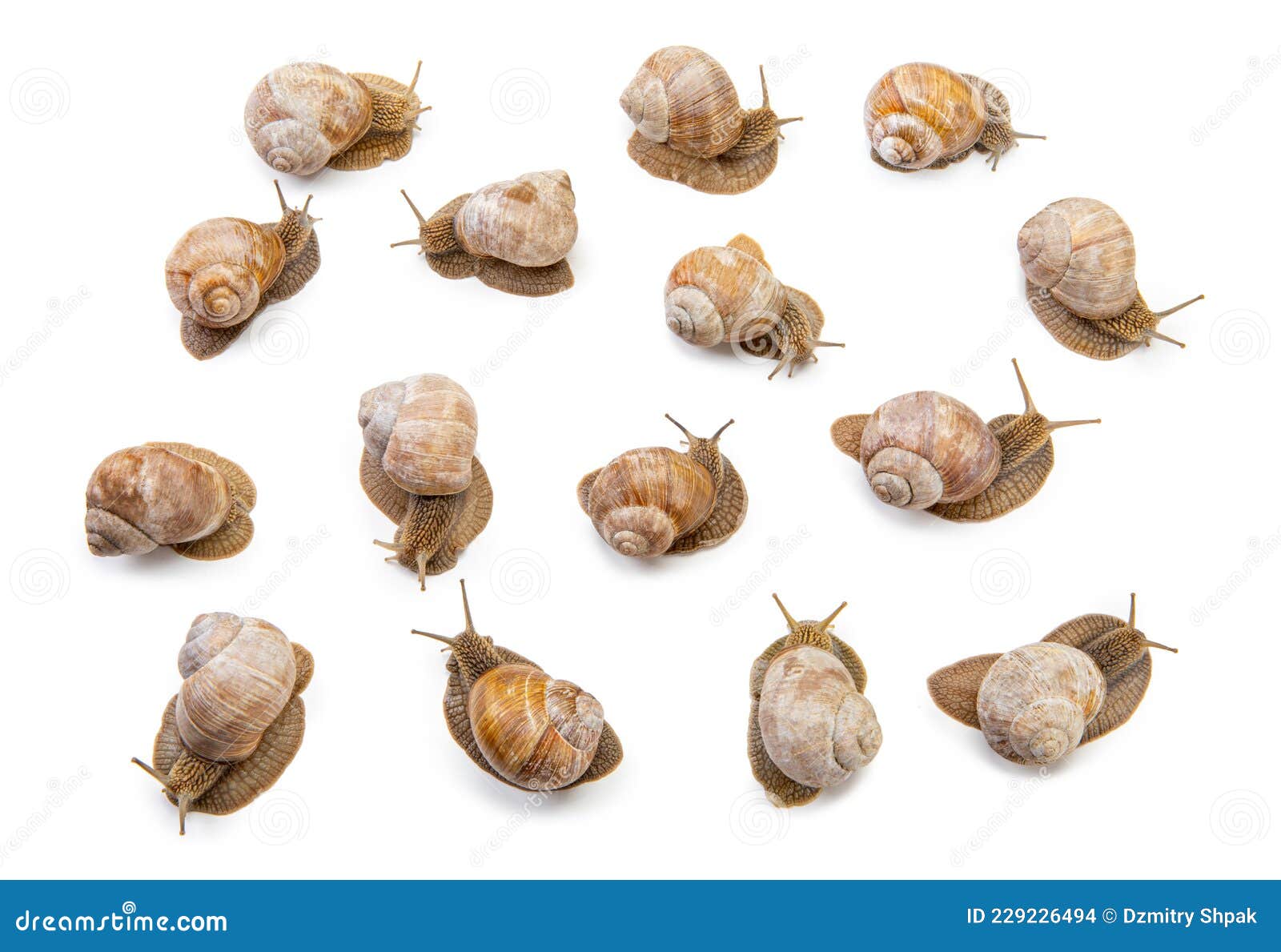 Big Collection of Snails Top View Isolated on White Background Stock ...