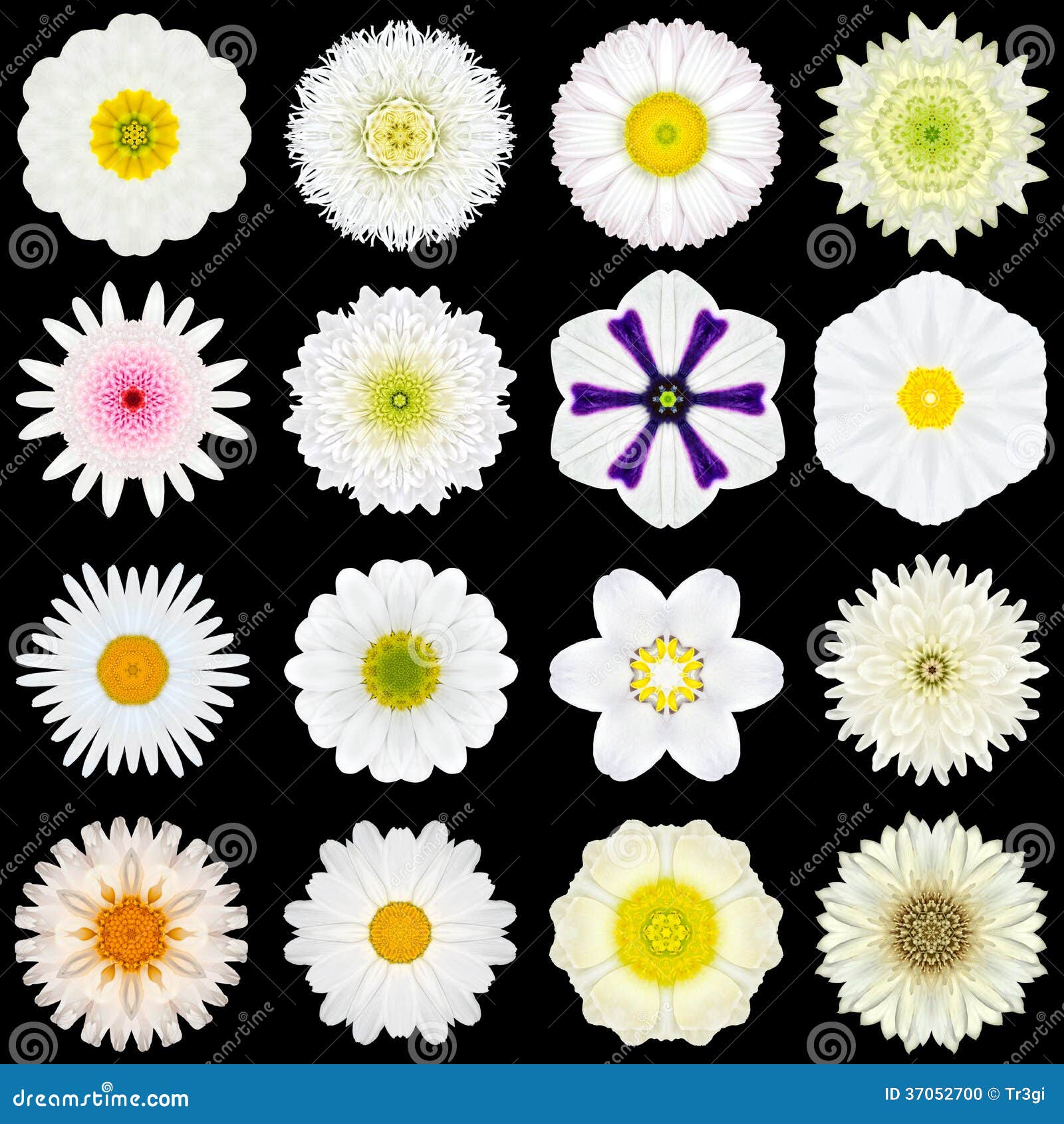 Big Collection of Various White Pattern Flowers Isolated on Black Stock ...