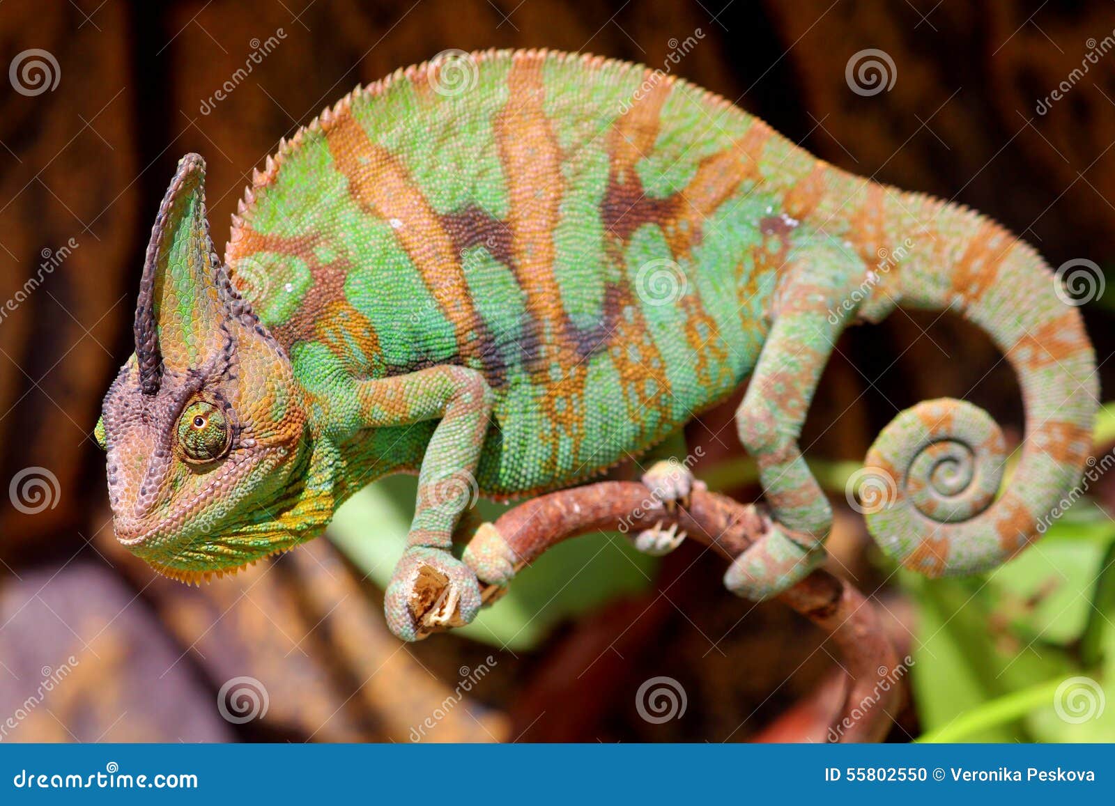 Big and colorful chameleon stock photo. Image of branch - 55802550