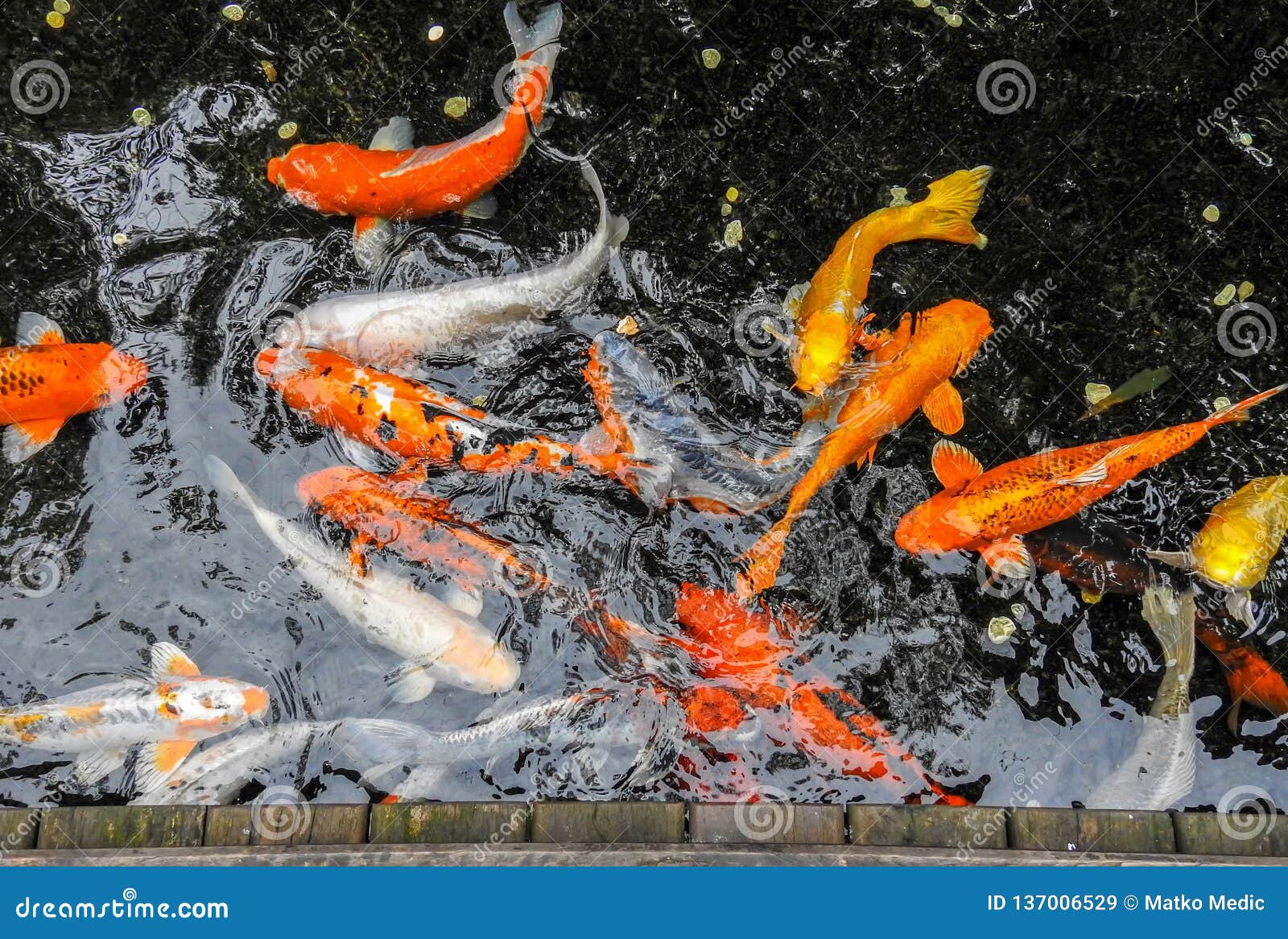 Colorful Exotic Fish in the Pond Stock Image - Image of carps, fancy ...