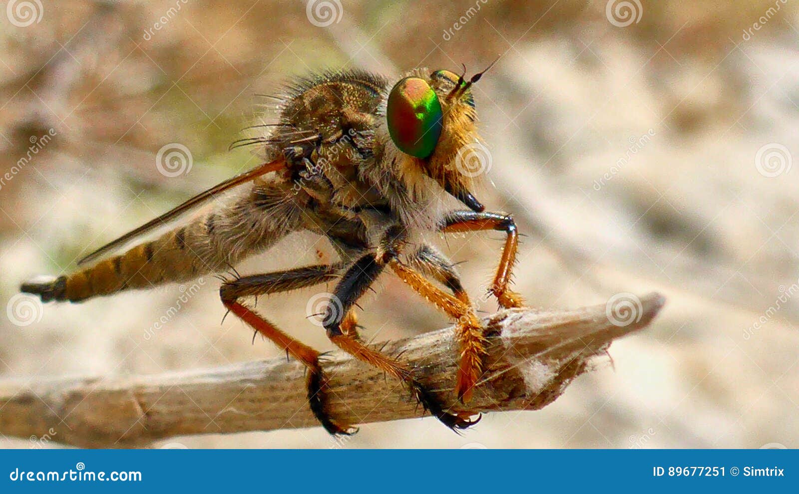 Big colorful fly stock image. Image of nature, colorful - 89677251