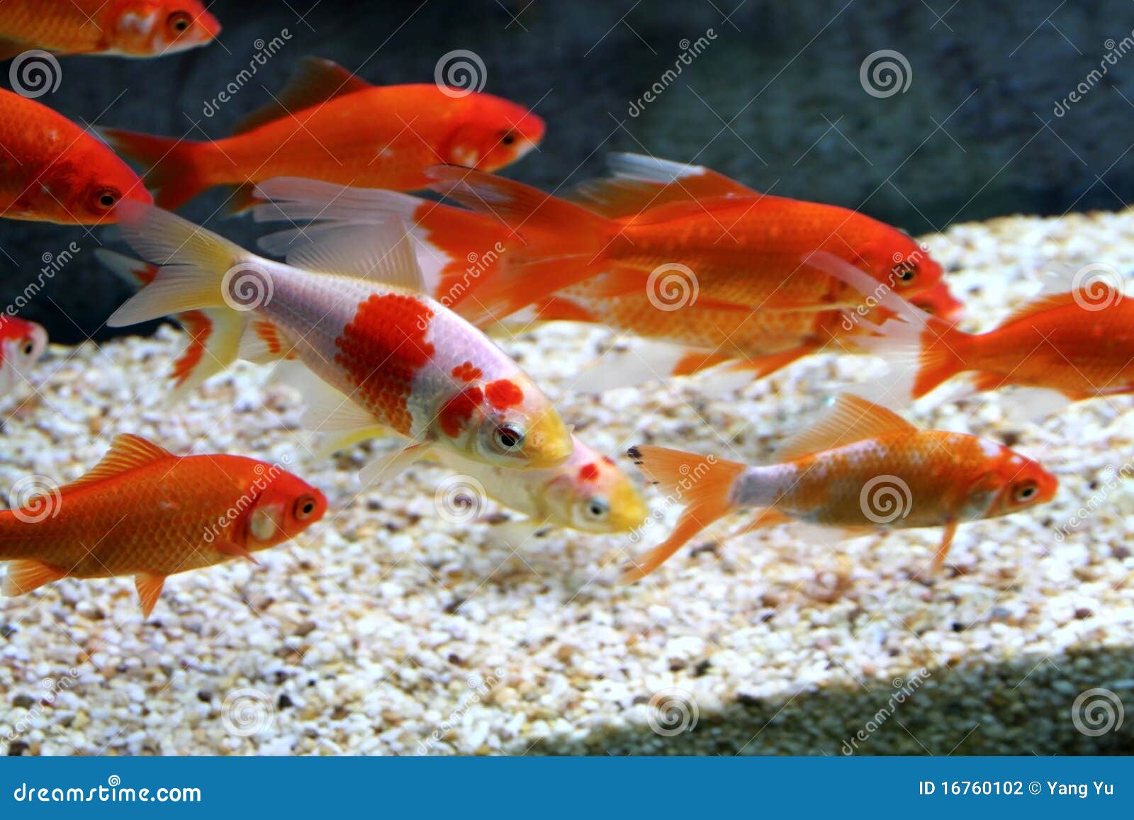 Big colorful Koi carp stock photo. Image of japanese - 16760102