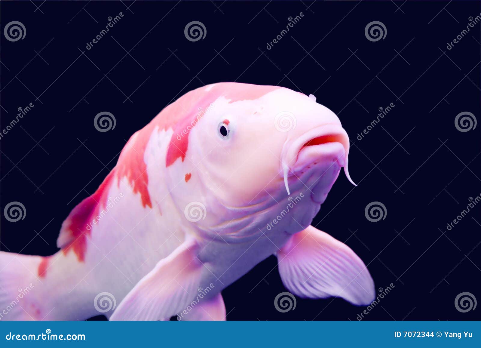 Big colorful Koi carp stock photo. Image of colorful, aquatic - 7072344