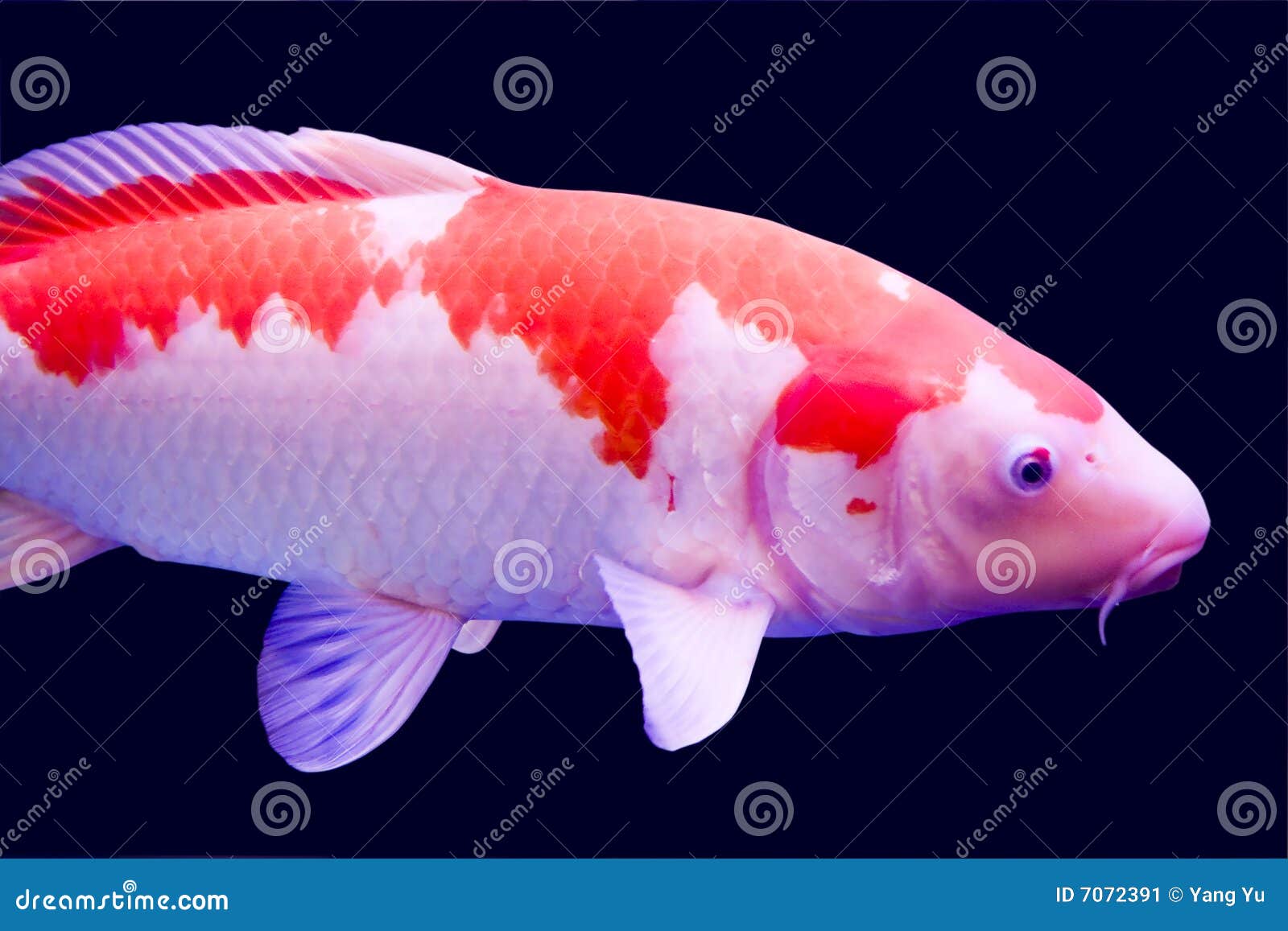 Biggest Koi In The World