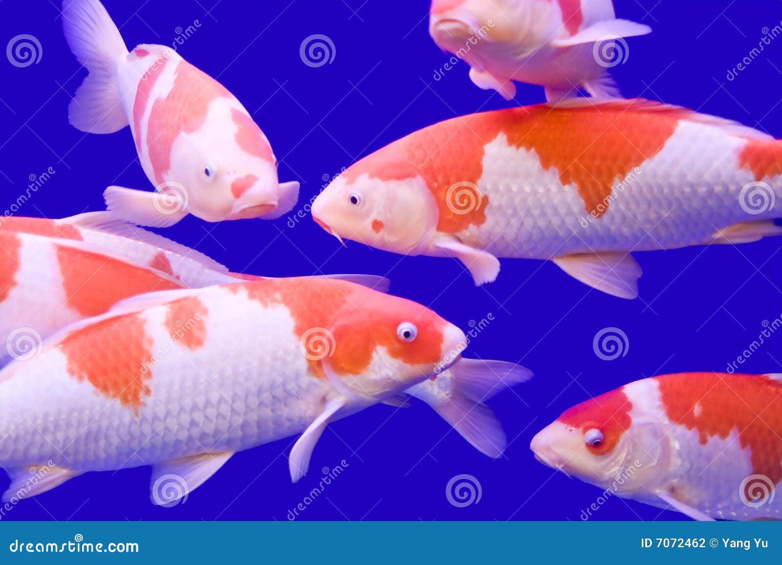 Big Colorful Koi Carp Stock Photography - Image: 7072462