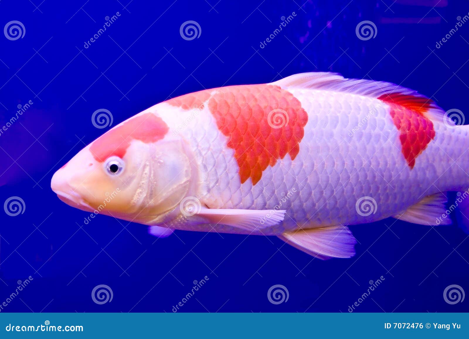 Big colorful Koi carp stock photo. Image of japan, swim - 7072476