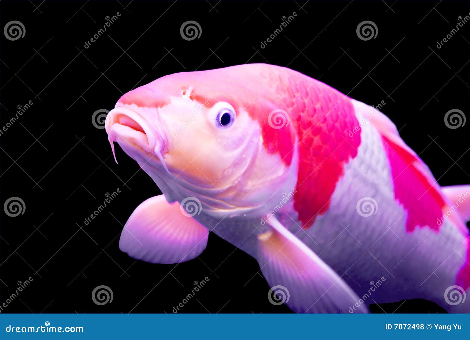 Big colorful Koi carp stock photo. Image of asia, animal - 7072498