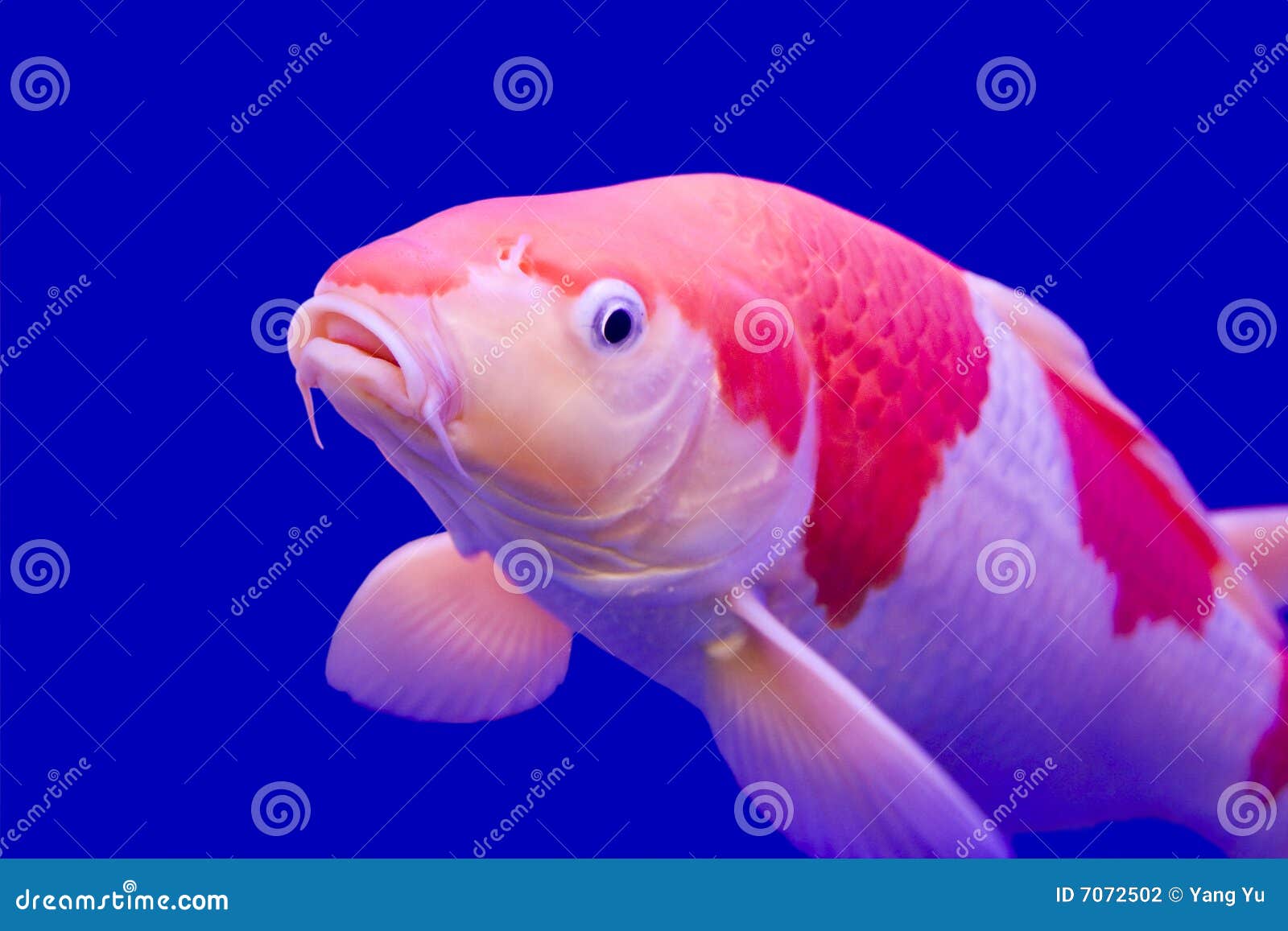 Big colorful Koi carp stock photo. Image of asia, pond - 7072502