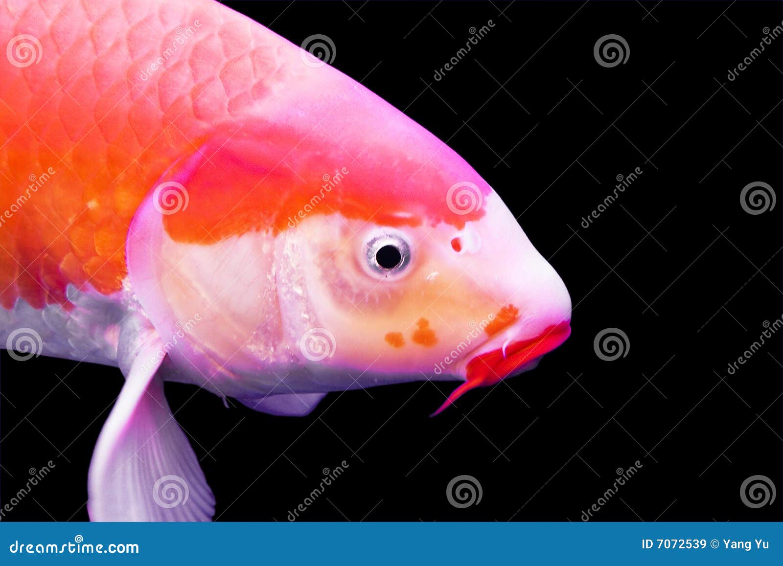 Big colorful Koi carp stock image. Image of fortune, goldfish - 7072539