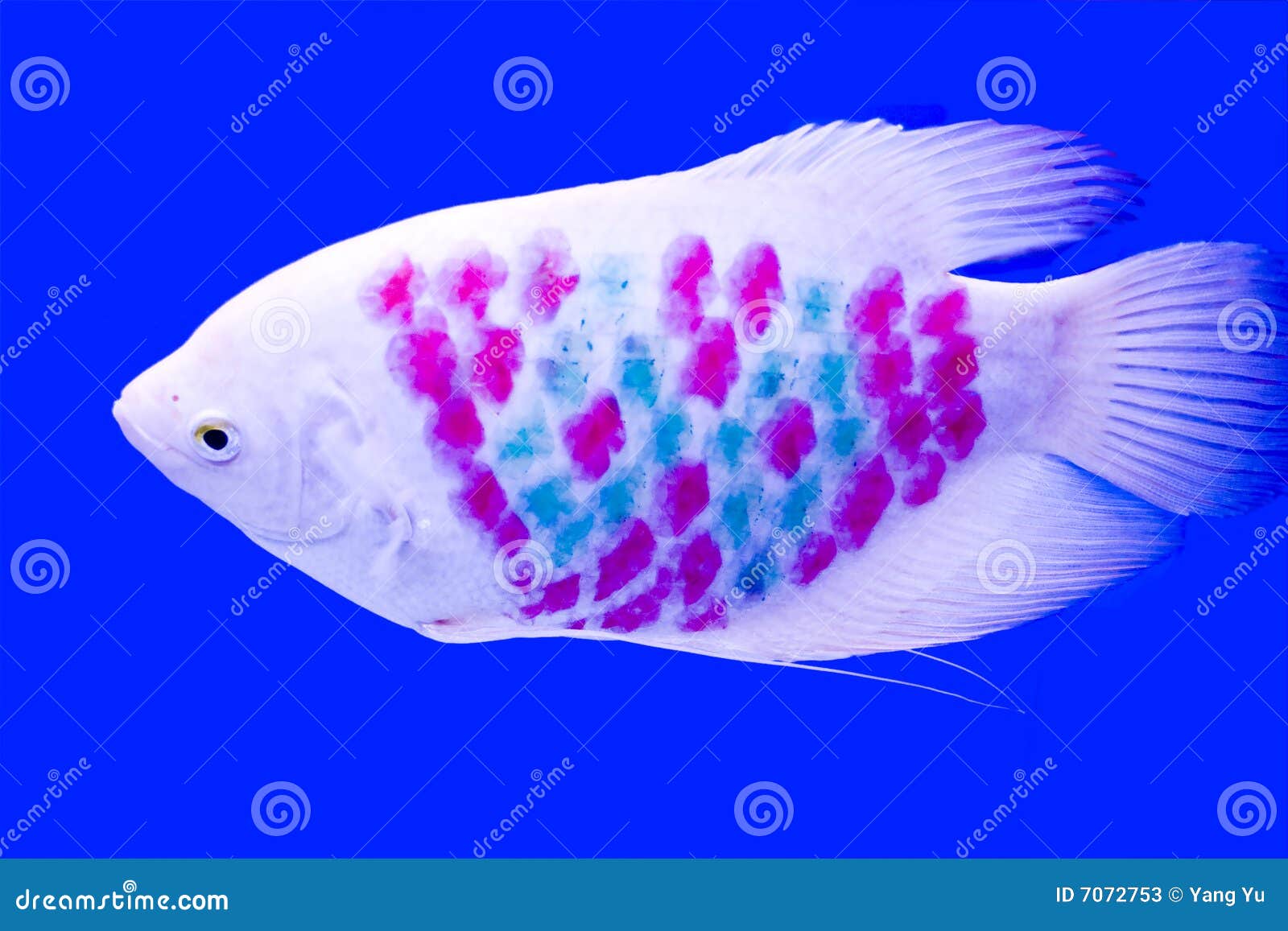 Big colorful Koi carp stock image. Image of aquatic, prosperity - 7072753