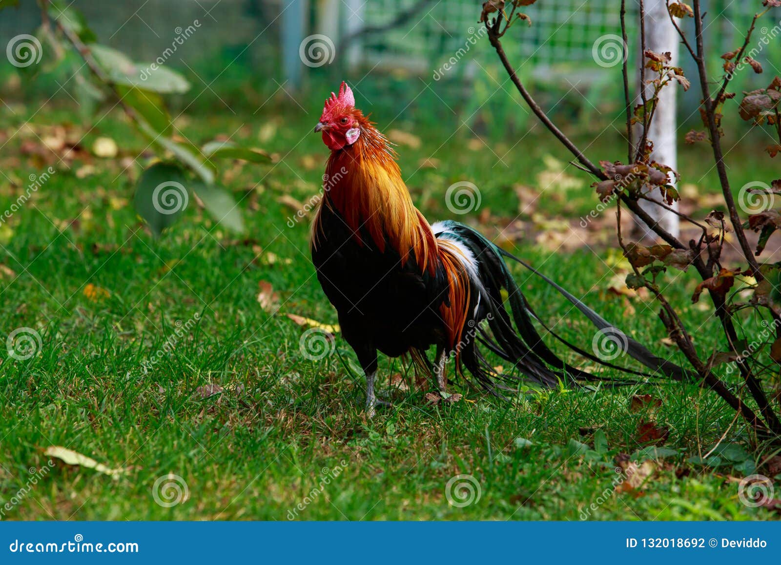 Big colorful rooster stock photo. Image of agriculture - 132018692