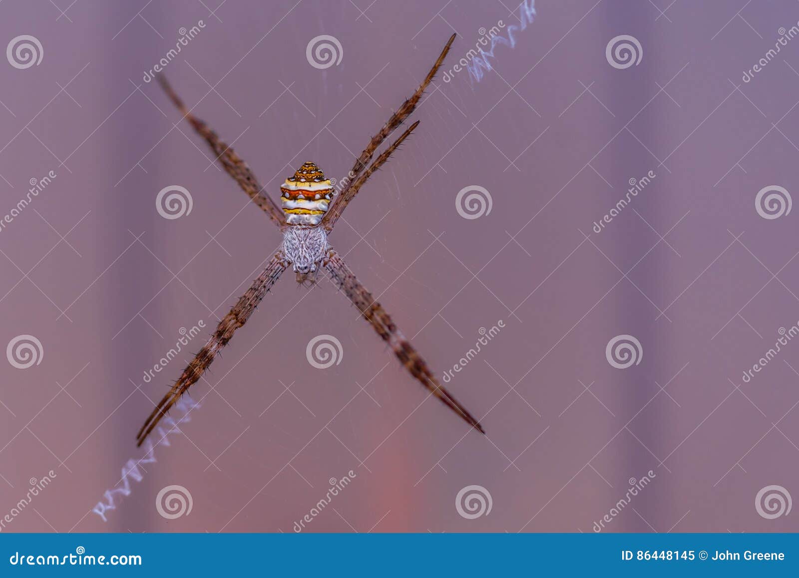 Big Colorful Spider in a Web. Stock Image - Image of nature, wildlife ...