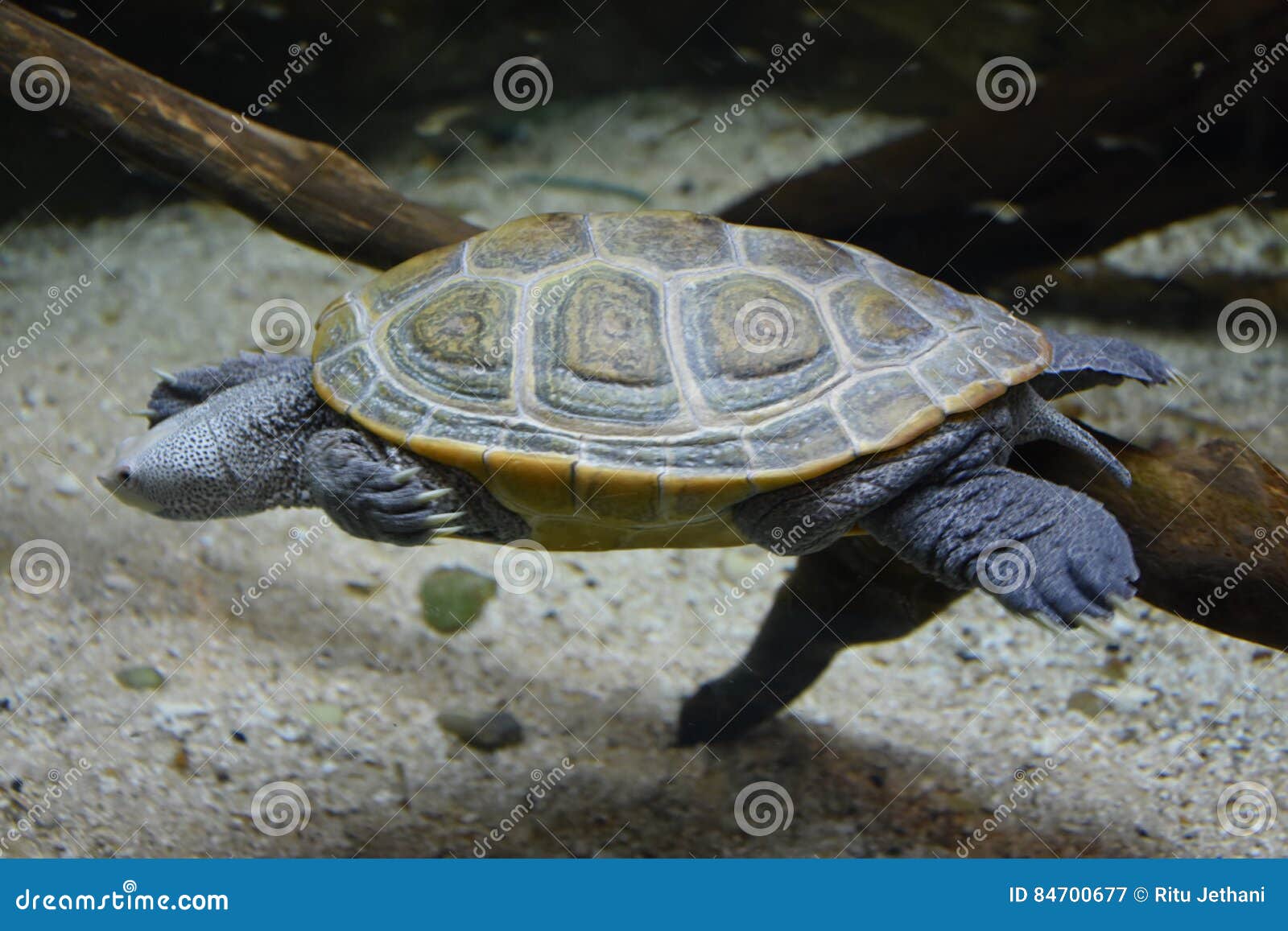 A Big Colorful Turtle stock image. Image of nature, ecosystem - 84700677