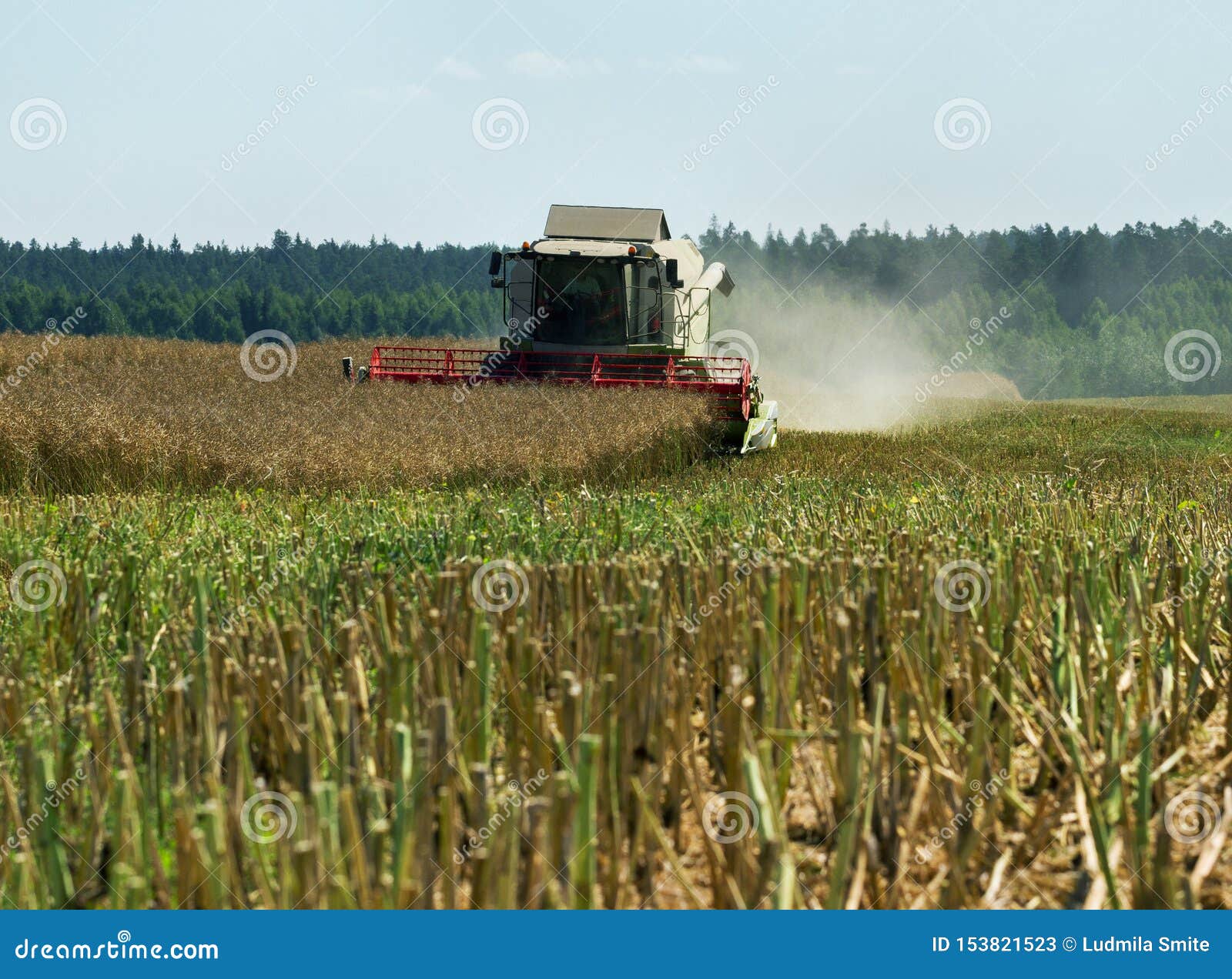 Big combine in canola stock image. Image of farm, ripe - 153821523