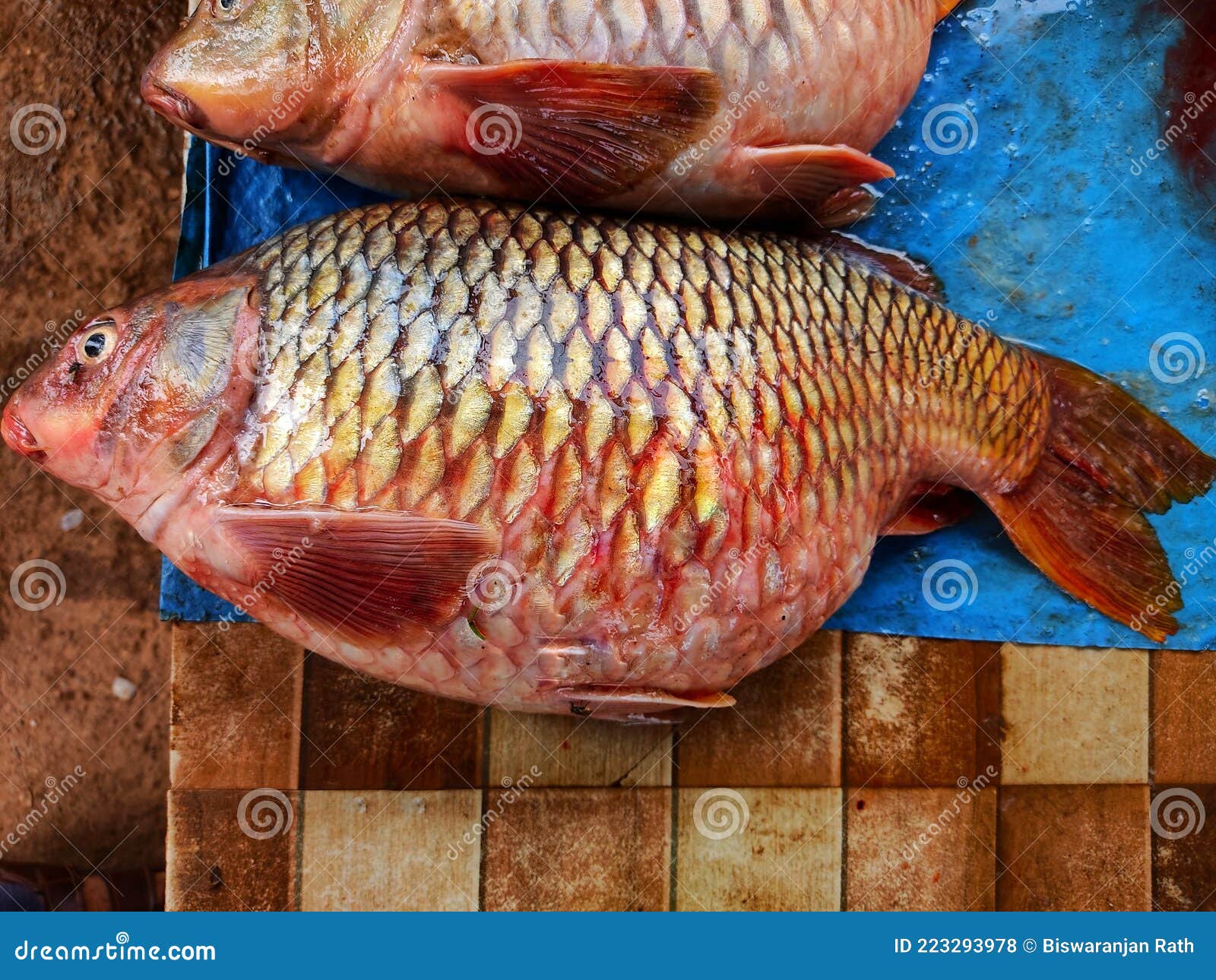 Big Common Carp Cyprinus Carpio Fish with Lots of Egg Inside Stock ...