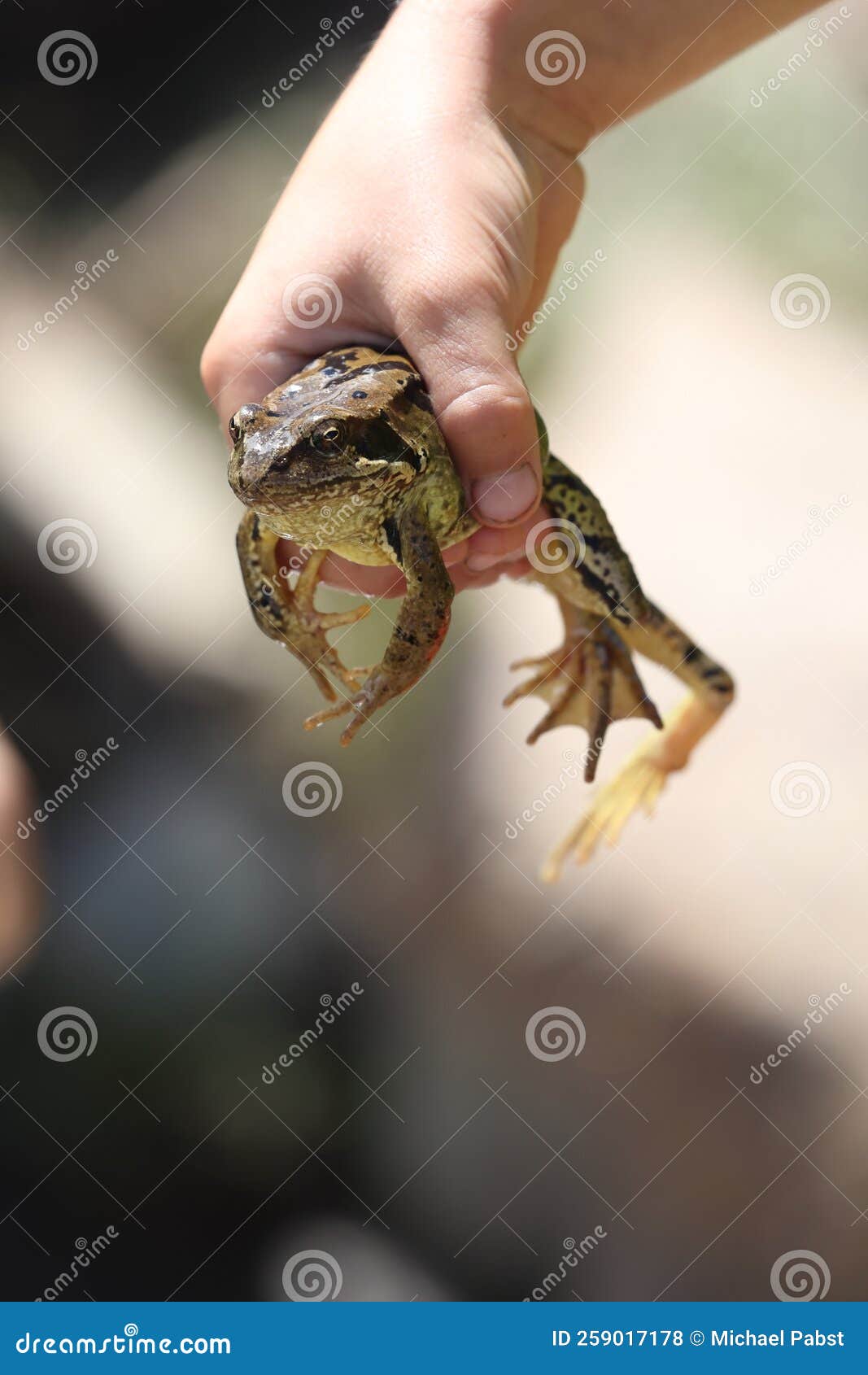 Big Common Frog Caught by a Child Ready for Release Stock Photo - Image ...