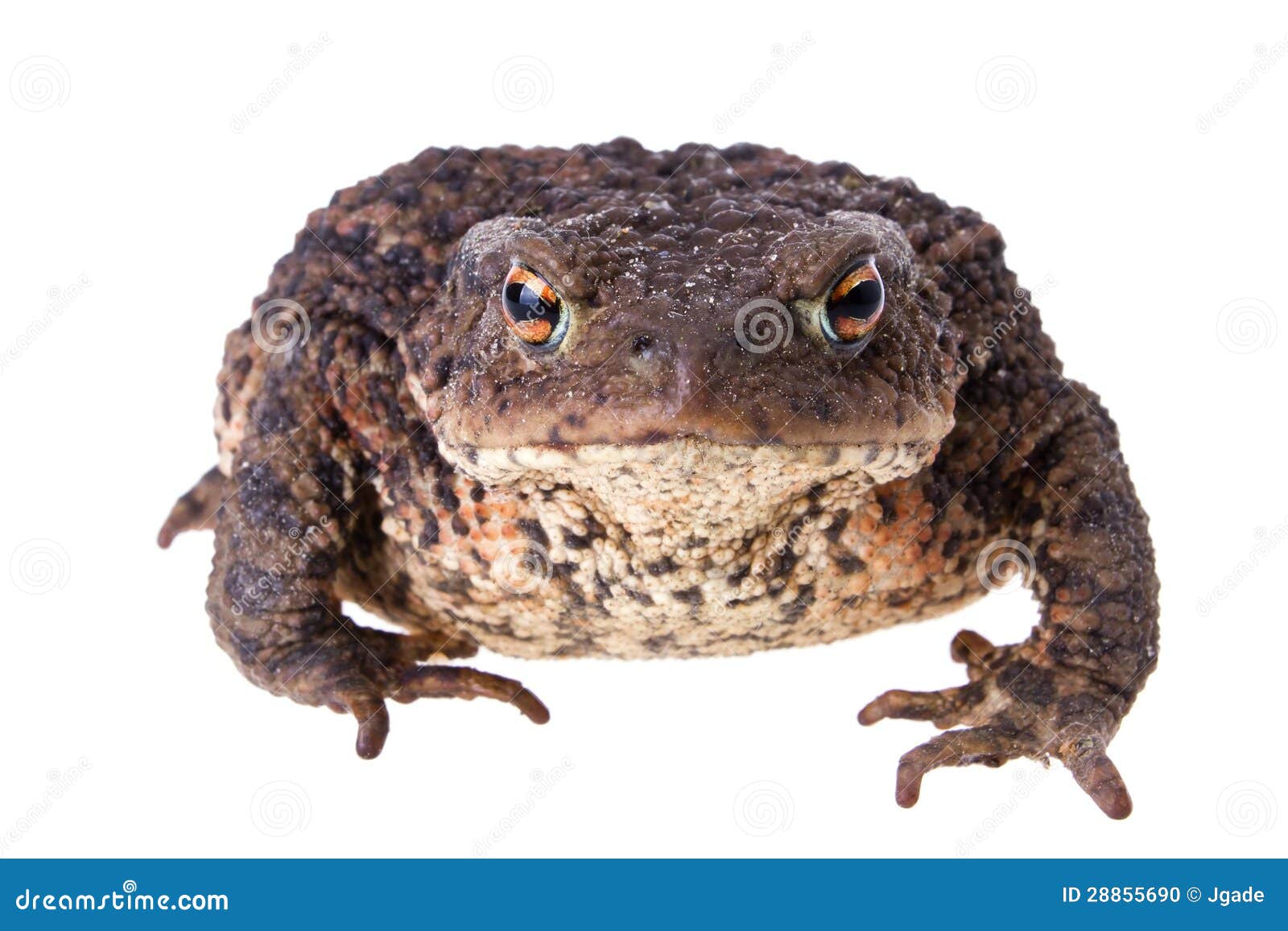 Big Common Toad stock photo. Image of common, amphibian - 28855690