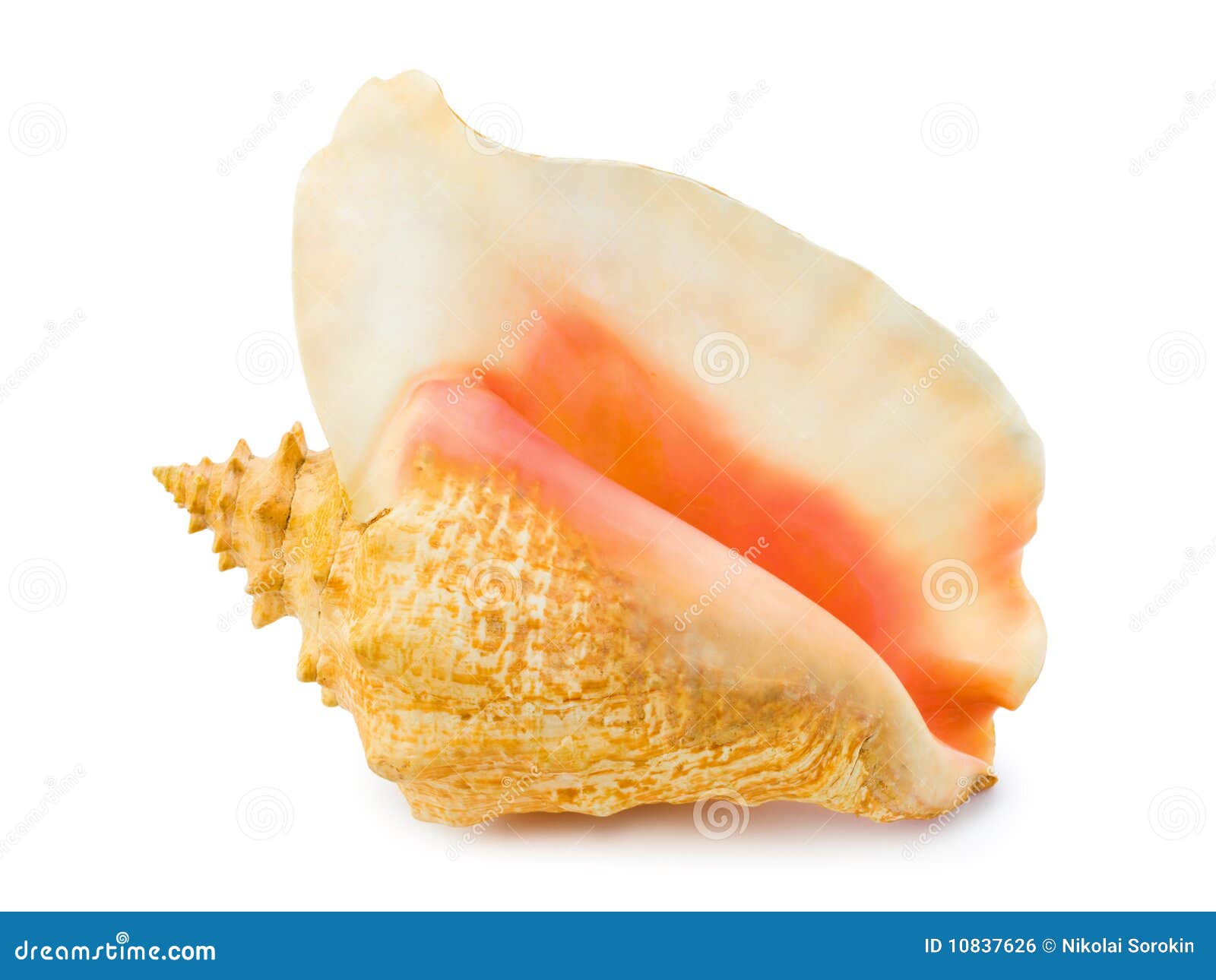 Big conch stock photo. Image of nautilus, marina, coral - 10837626