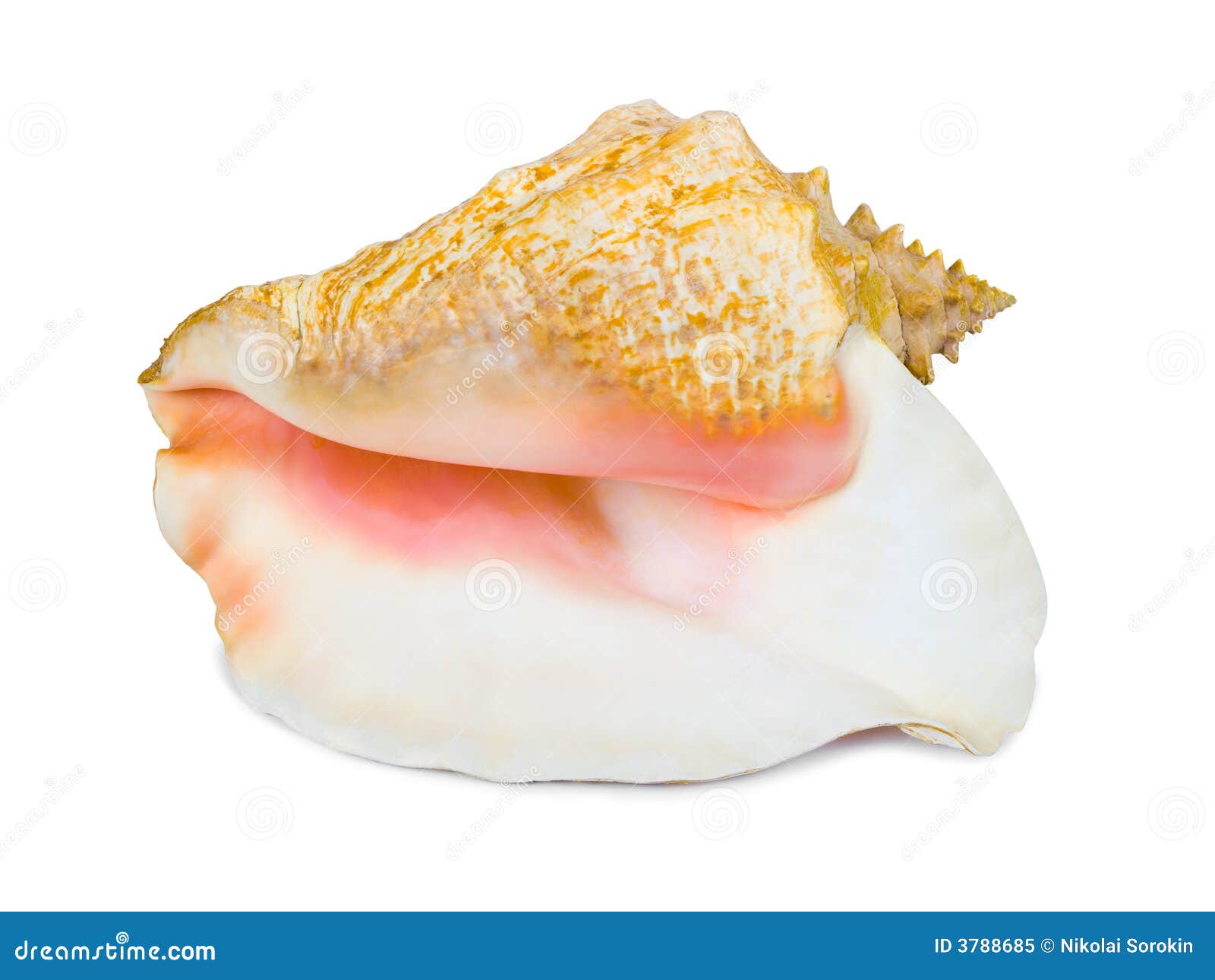 Big conch stock image. Image of haven, retreats, climate - 3788685