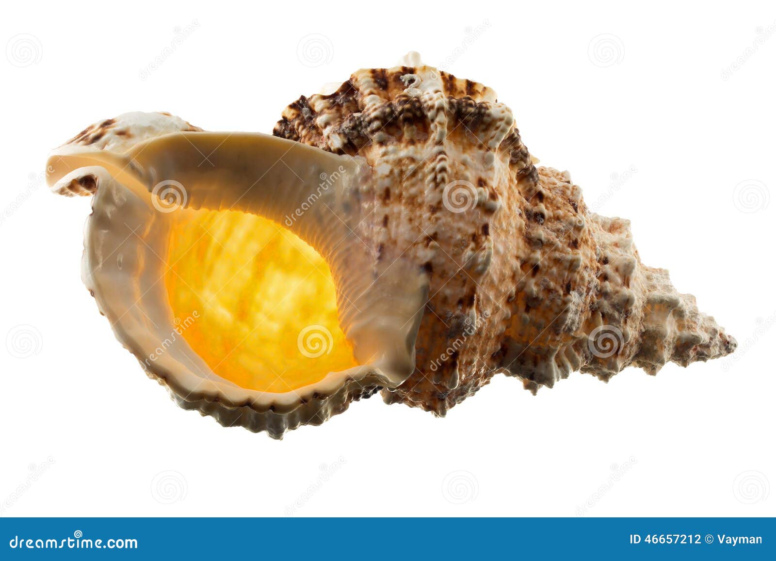 Big conch stock photo. Image of oceanic, shells, beautiful - 46657212