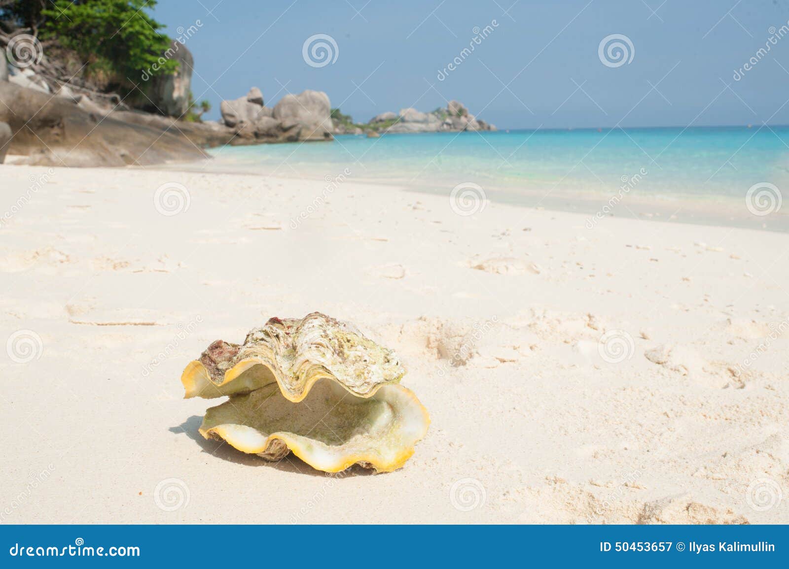Big conch on a shore stock image. Image of shore, travel - 50453657