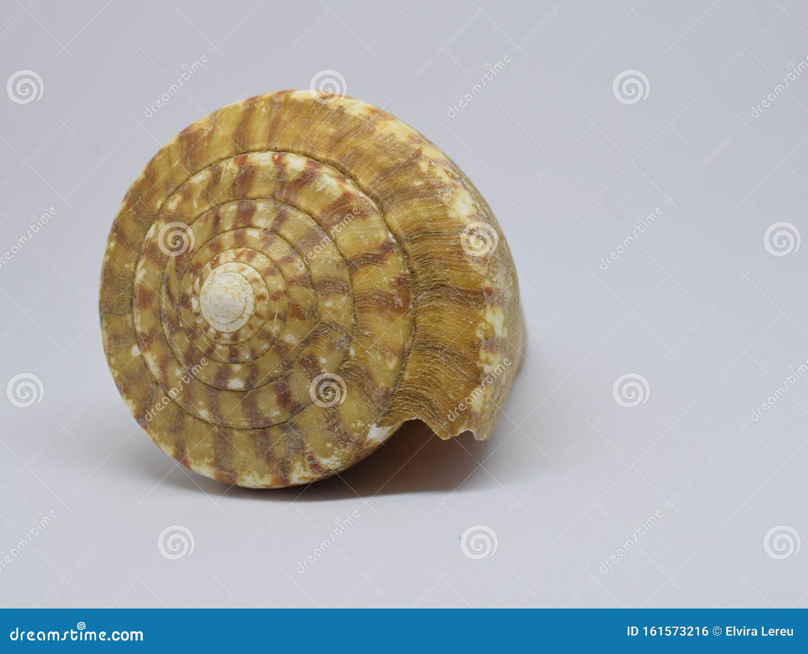 Strombus Bobonius Prehistoric Seashell Side View On White Background ...
