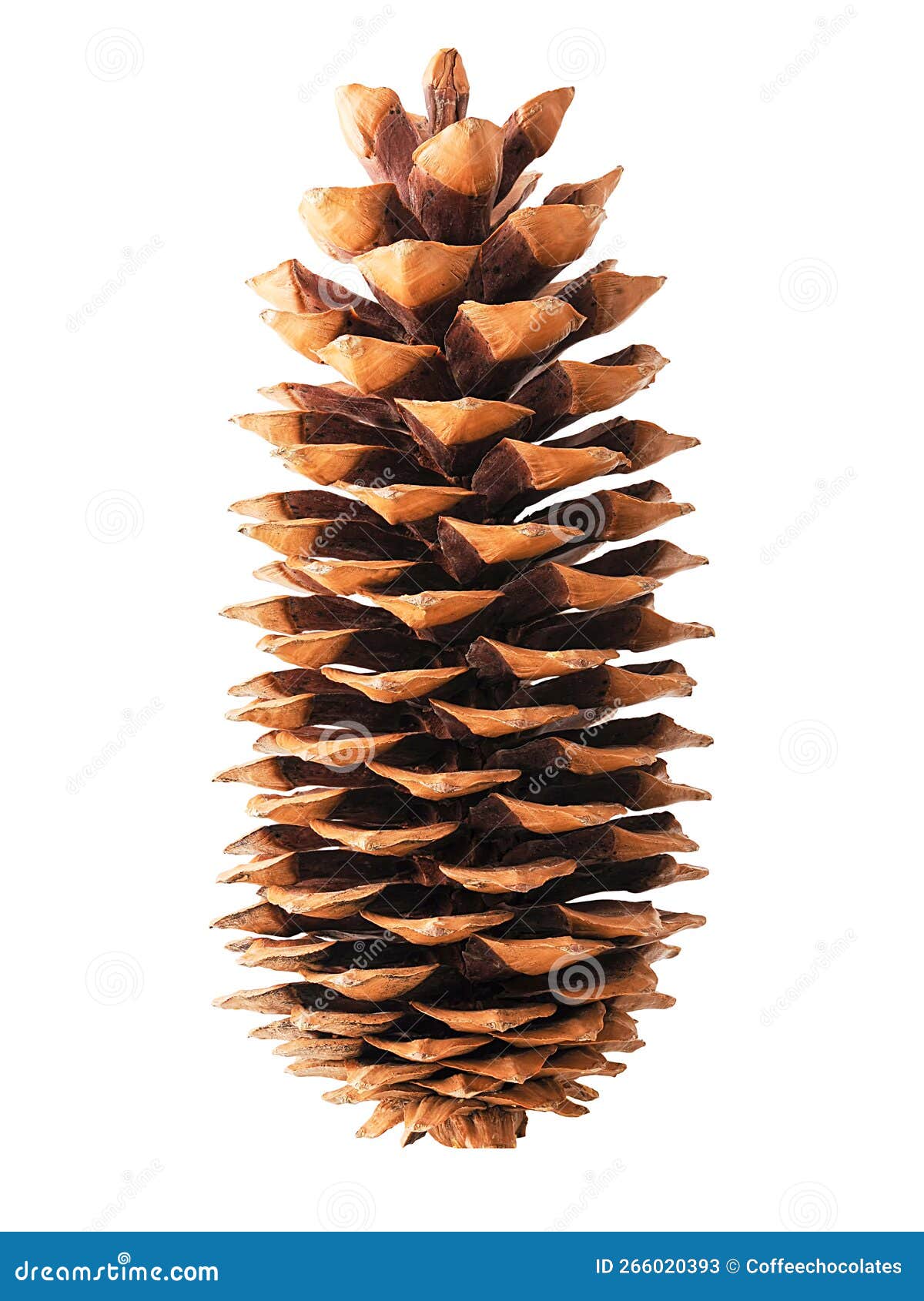 Big Cone of Evergreen Coniferous Tree Isolated Stock Image - Image of ...