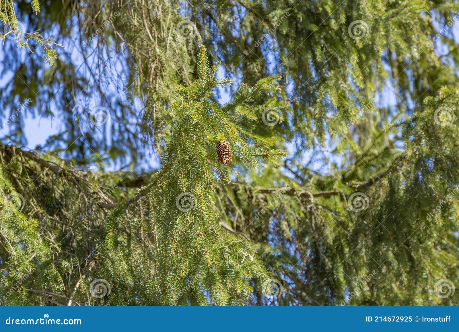 Big Conifer Cone on a Bright Green Branch Stock Image - Image of cone ...
