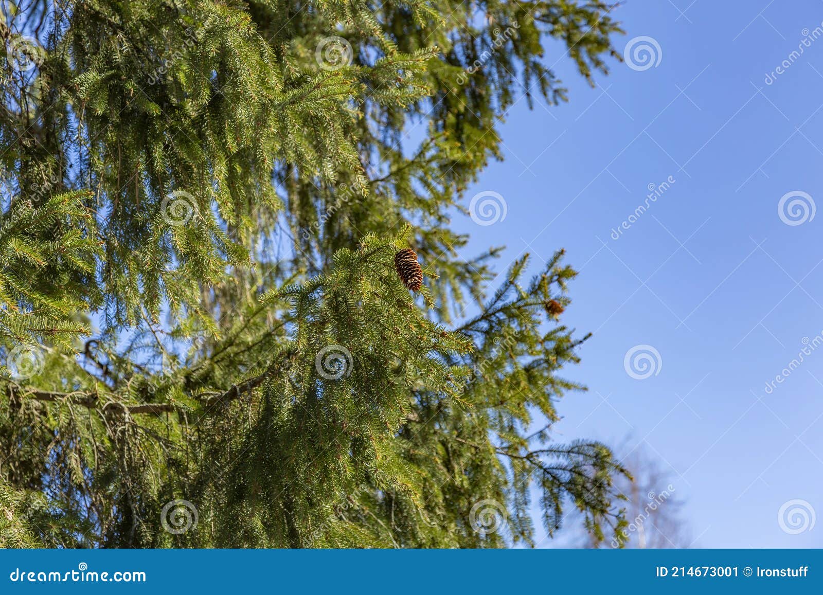 Big Conifer Cone on a Bright Green Branch Stock Image - Image of ...