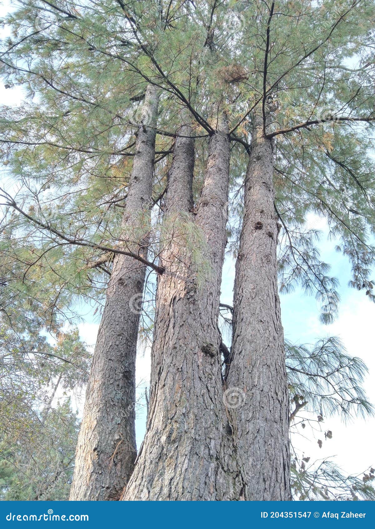 A big conifer tree. stock image. Image of furniture - 204351547