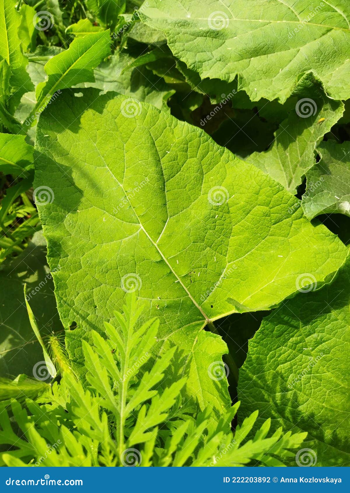 Big and cool leaf stock photo. Image of leaf, nature - 222203892