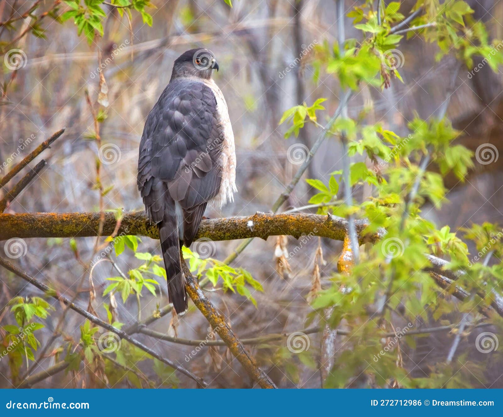 Big Cooper S Hawk Sitting on a Branch Stock Photo - Image of tree ...