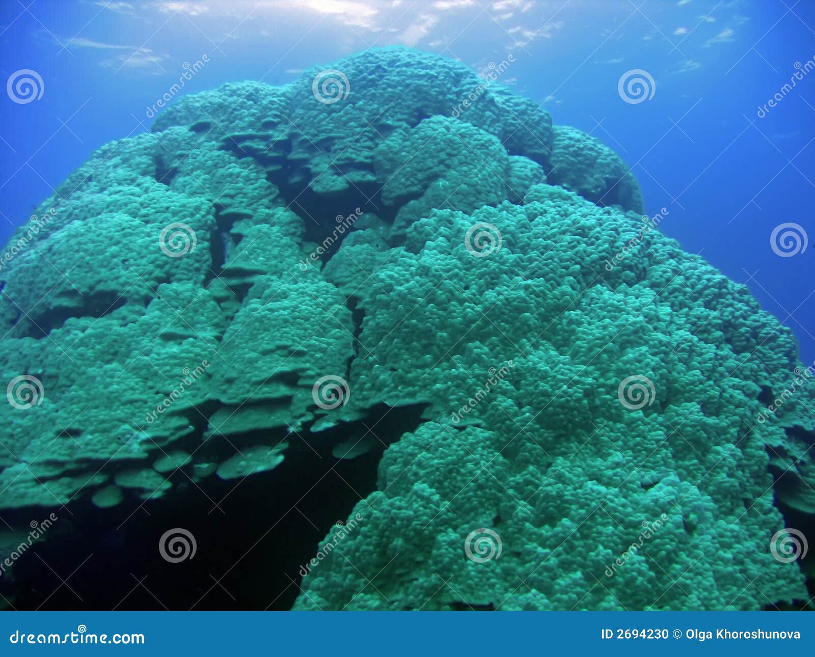 Big coral stock photo. Image of landscape, scuba, sunlight - 2694230
