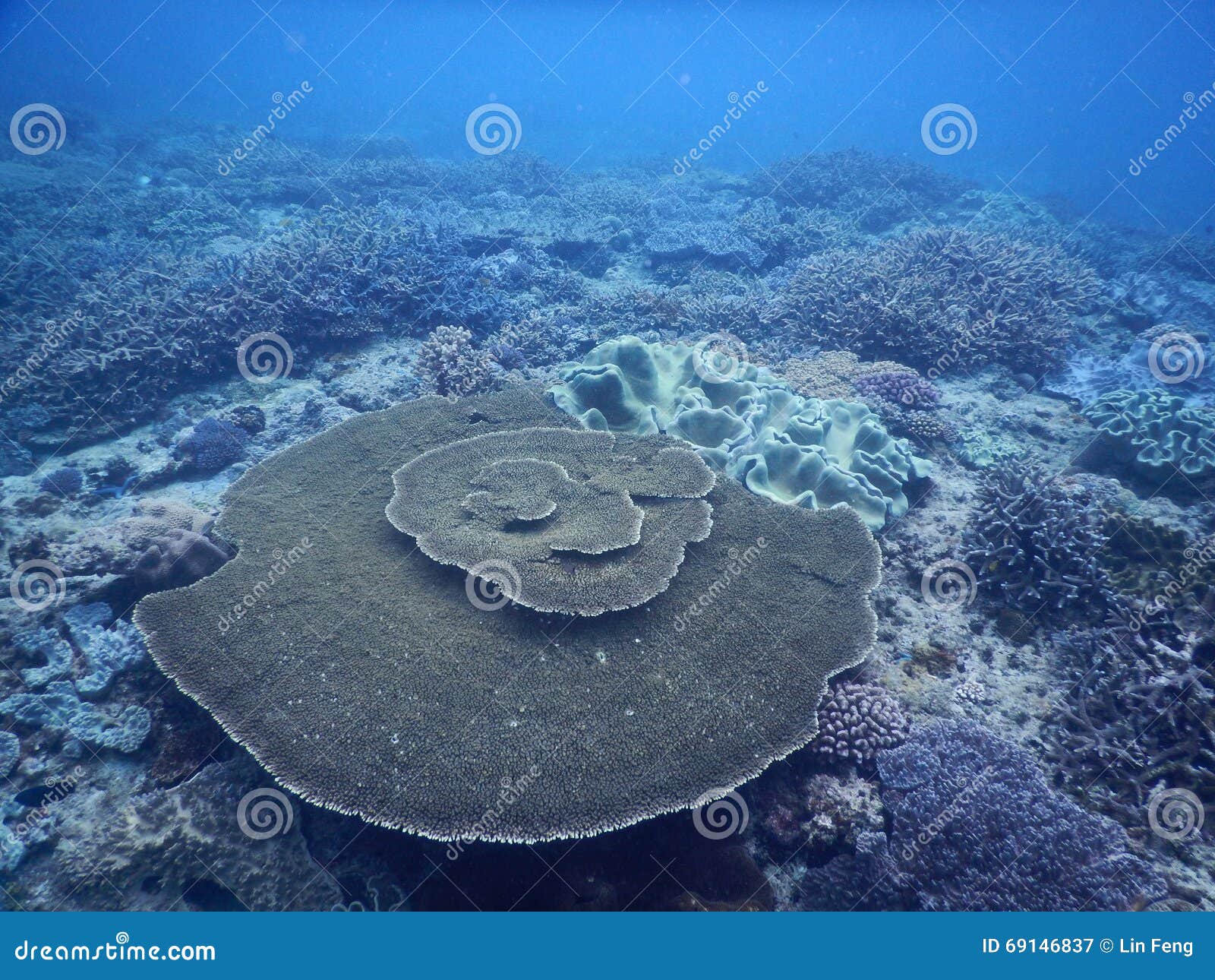 A big coral reef stock image. Image of marine, lovly - 69146837