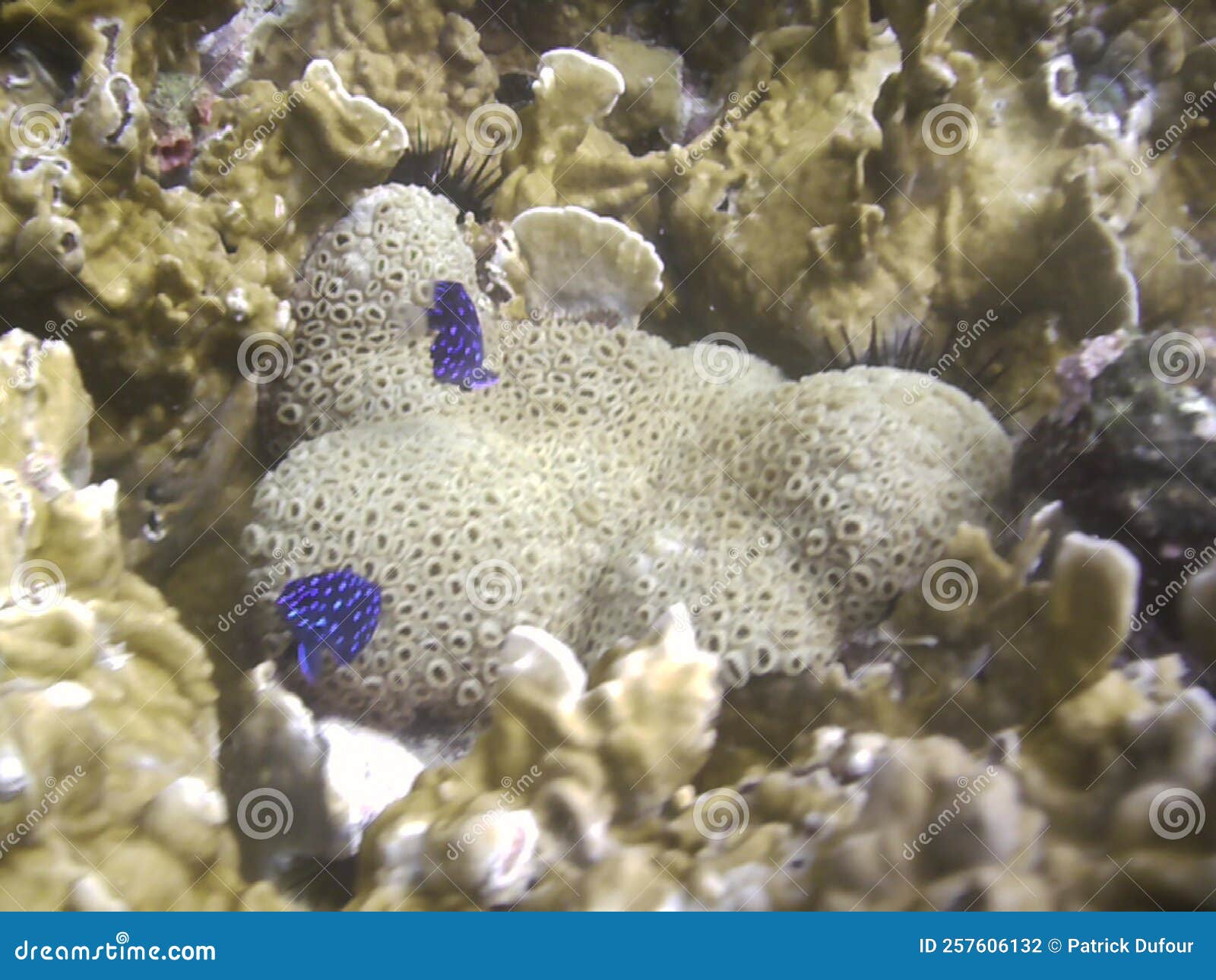 A Coral and Two Small Blue Fish Stock Photo - Image of small, jellyfish ...