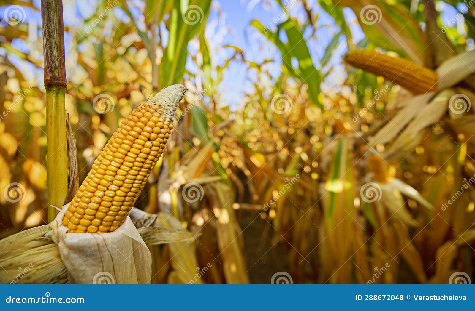 Big Corn on a Cornfield before Harvest Stock Photo - Image of yield ...