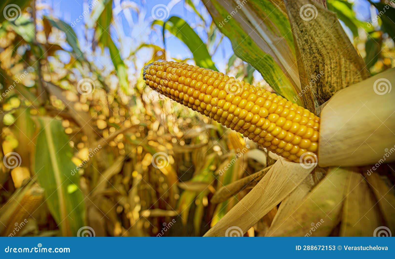 Big Corn on a Cornfield before Harvest Stock Image - Image of healthy ...