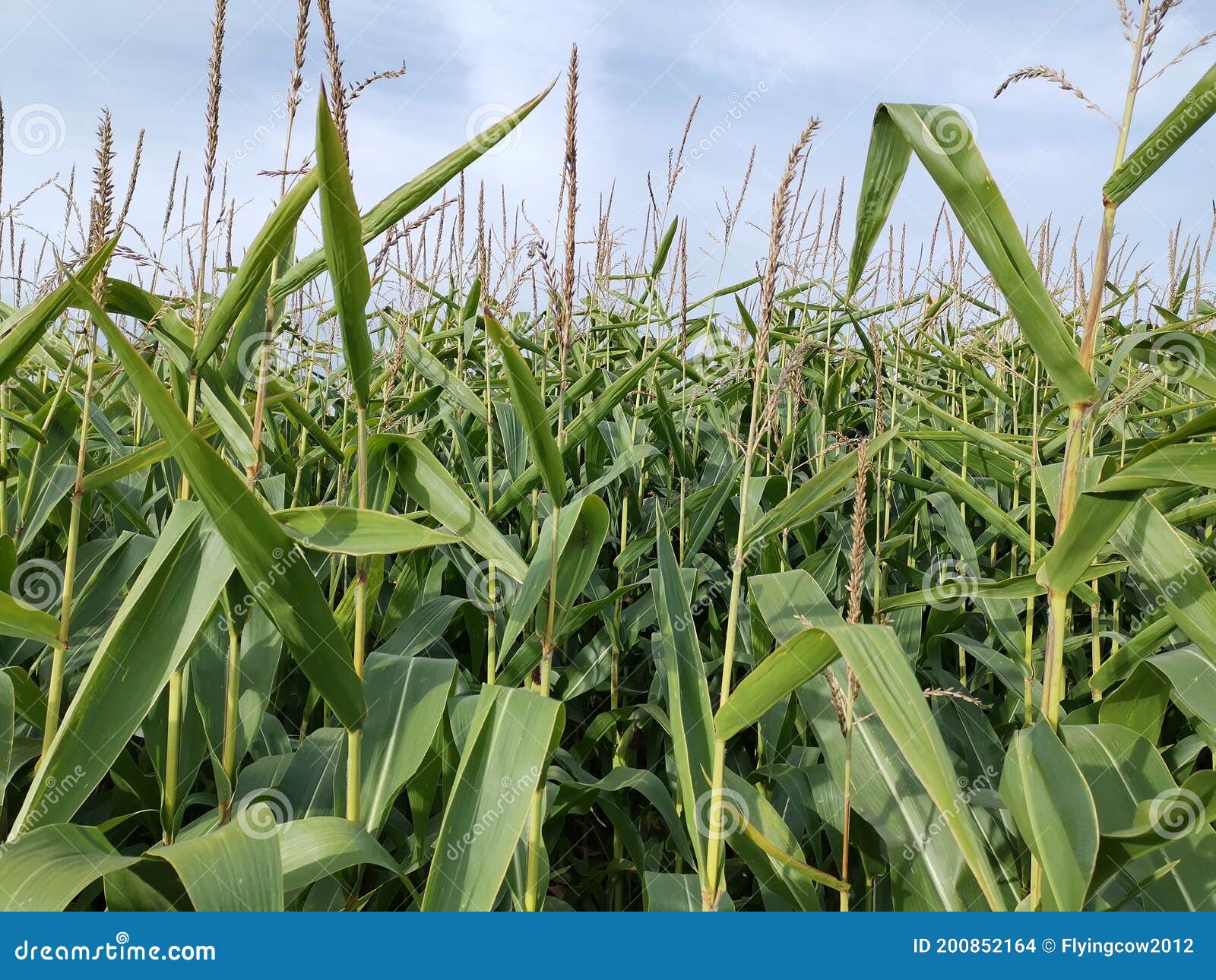 A big corn field stock photo. Image of soil, grassland - 200852164