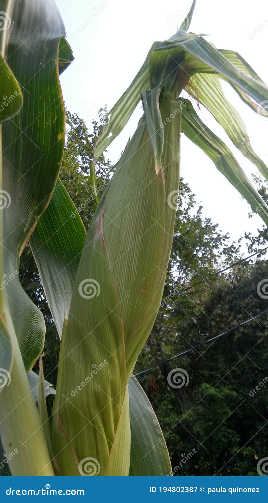A Big Corn Harvesting Corns Stock Image - Image of branch, grass: 194802387