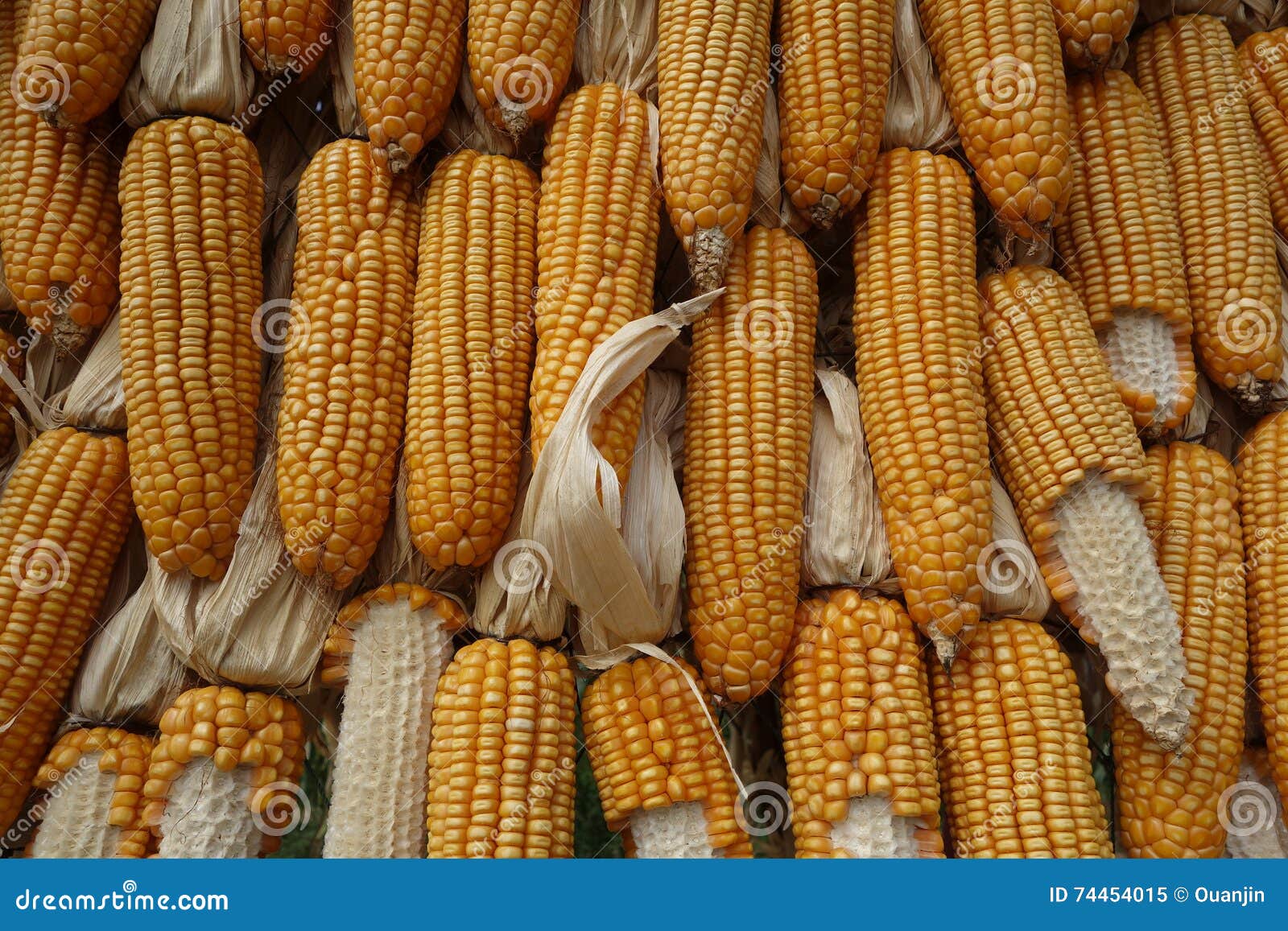 Big corns stock image. Image of early, yellow, agricultural - 74454015