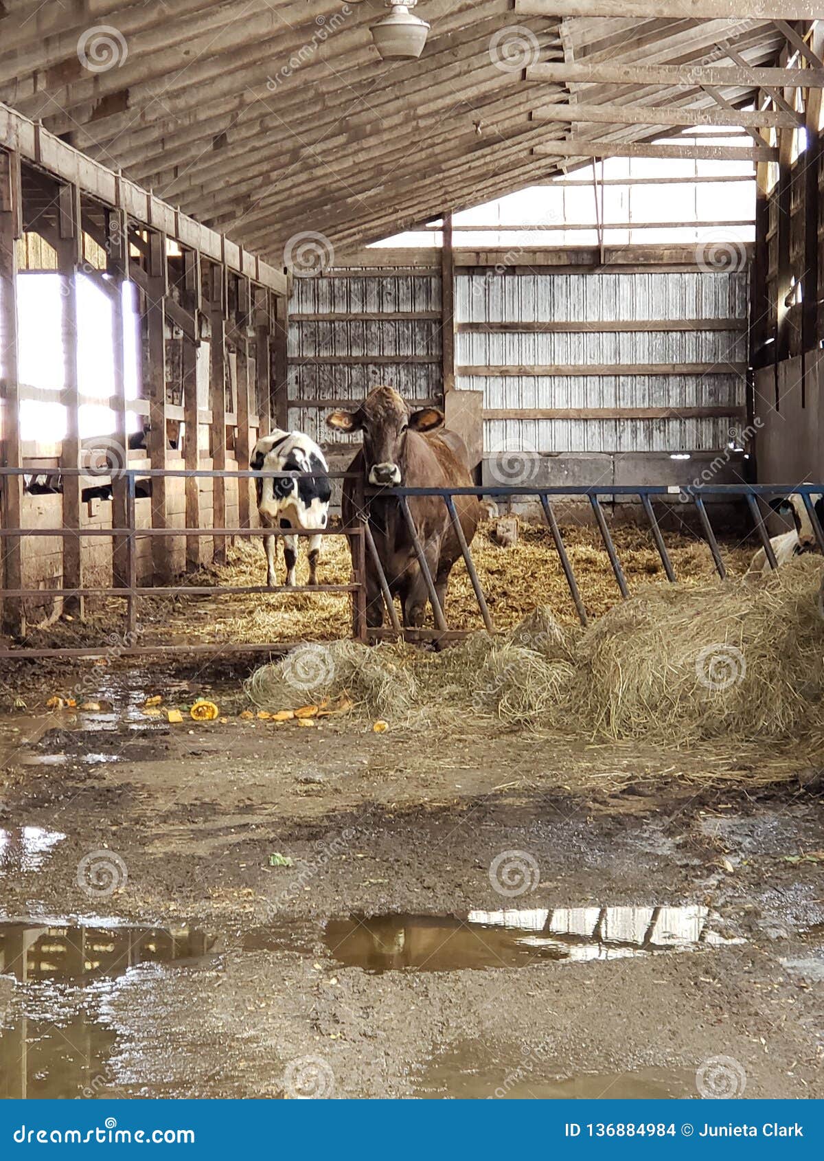 Big cow stock photo. Image of brown, farm, bigcow - 136884984
